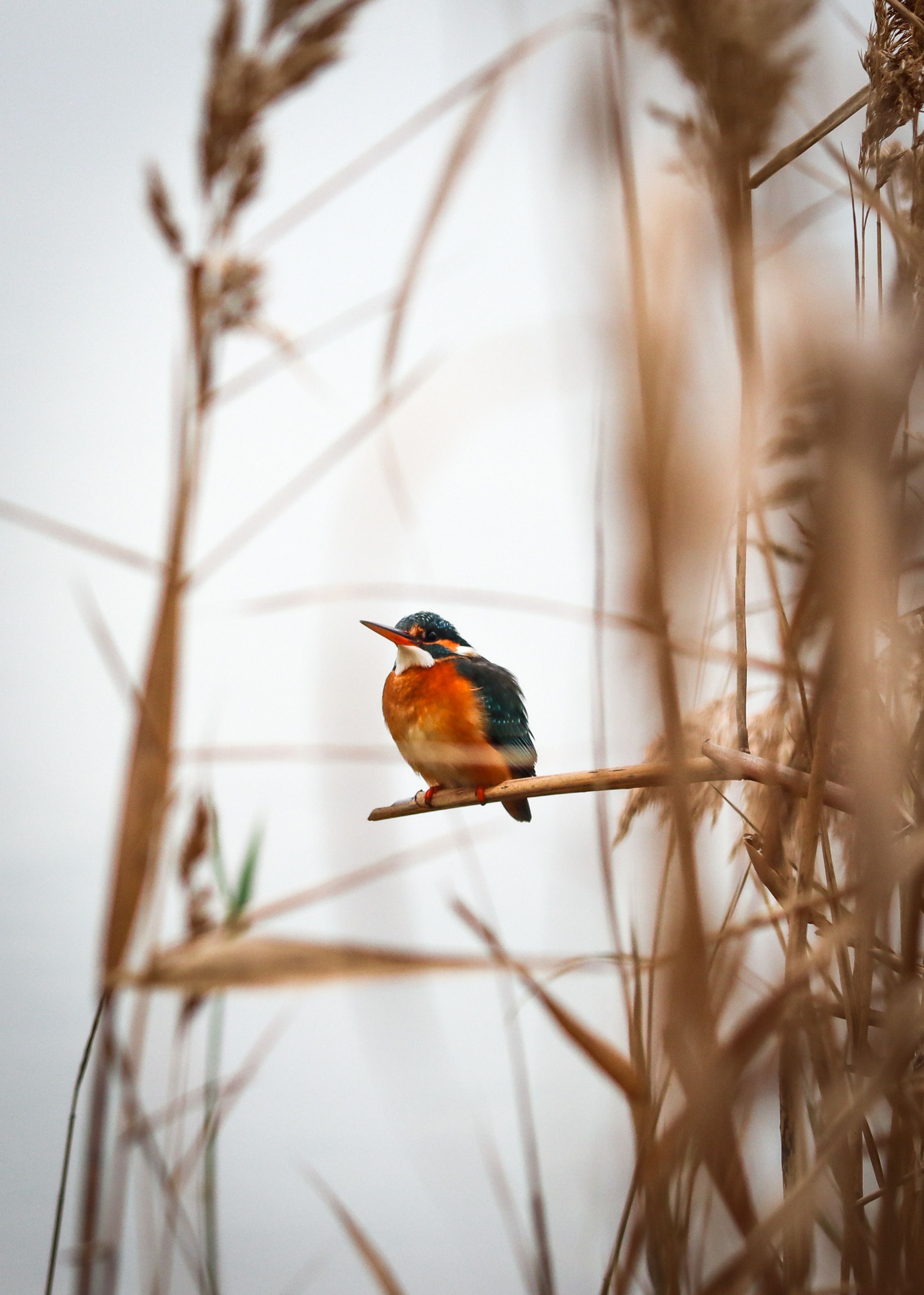 Selective Focus Photography of Blue and Brown Bird on Twig · Free Stock ...