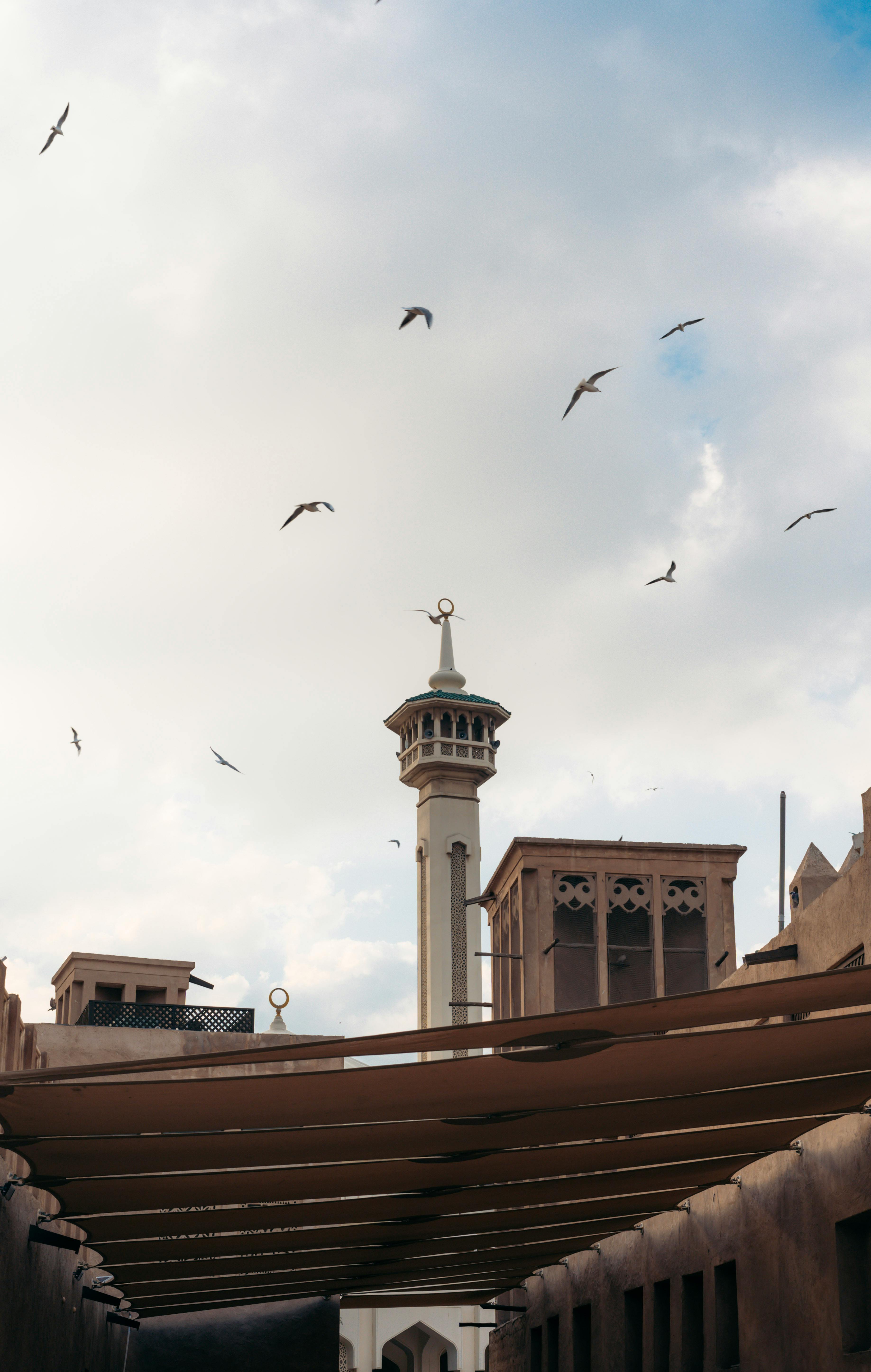 Birds Flying over Town · Free Stock Photo