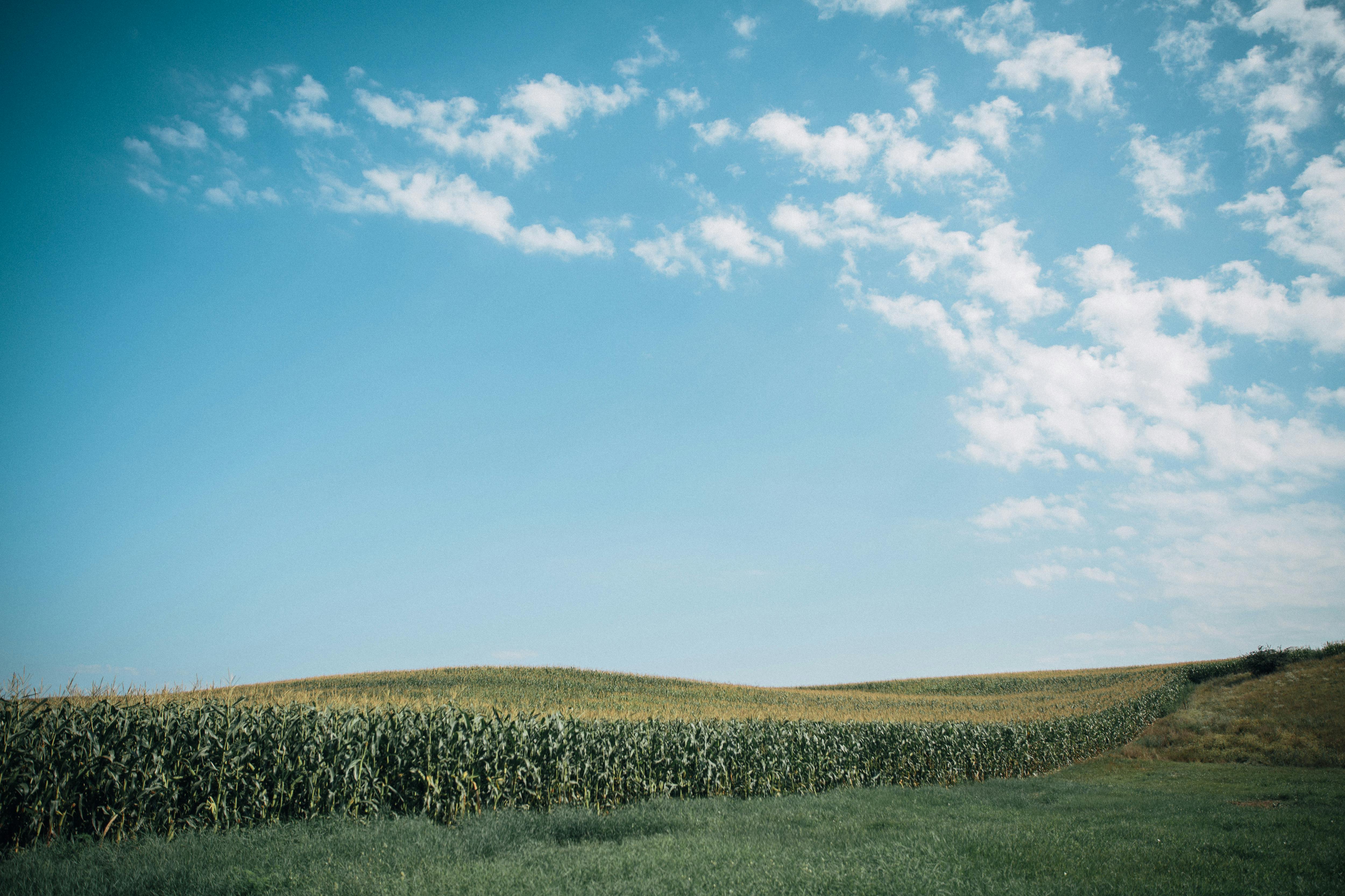 Corn Field Under Blue Sky · Free Stock Photo