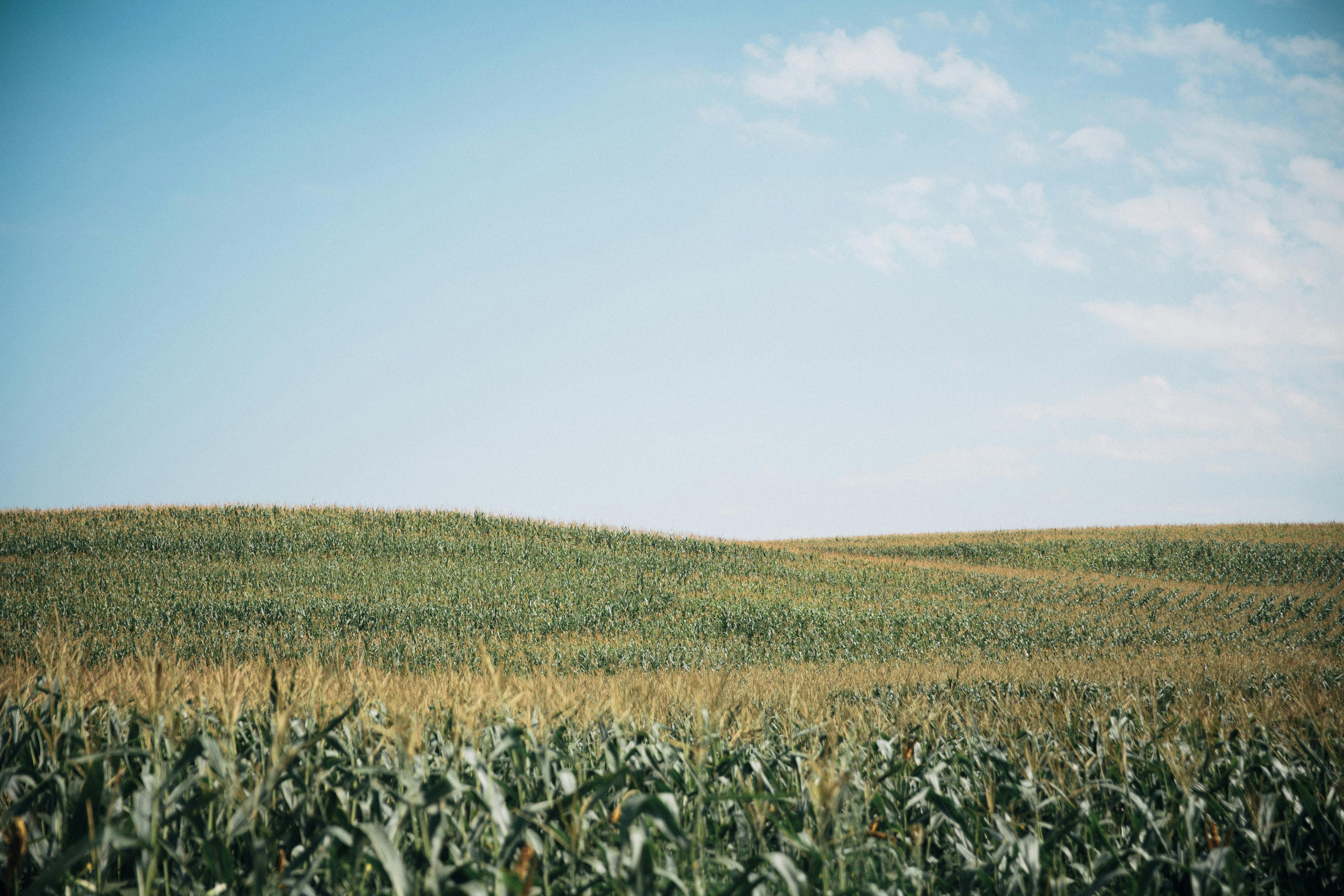 Green Corn Field · Free Stock Photo