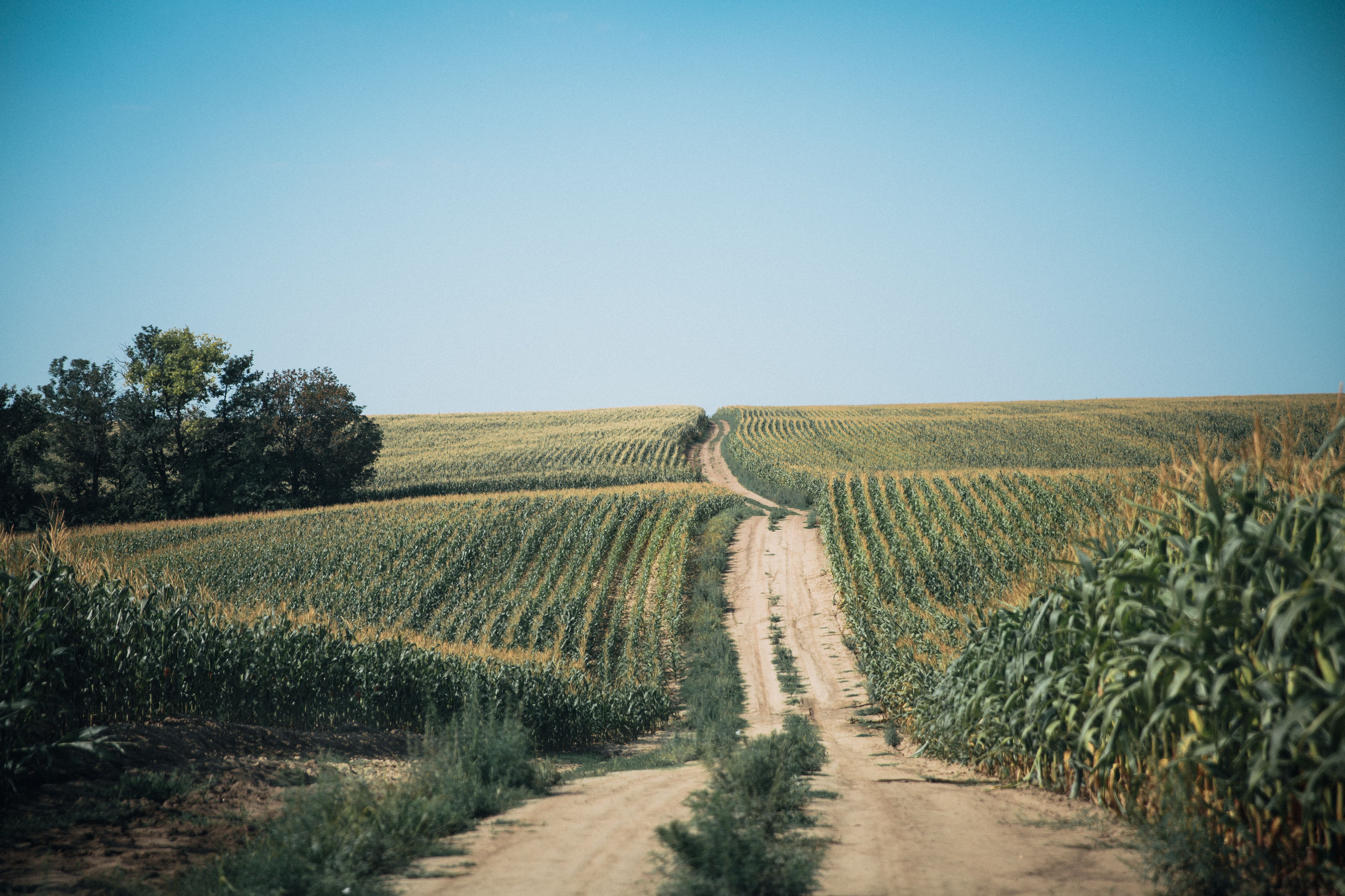 Pathway in Middle of Corn Field · Free Stock Photo