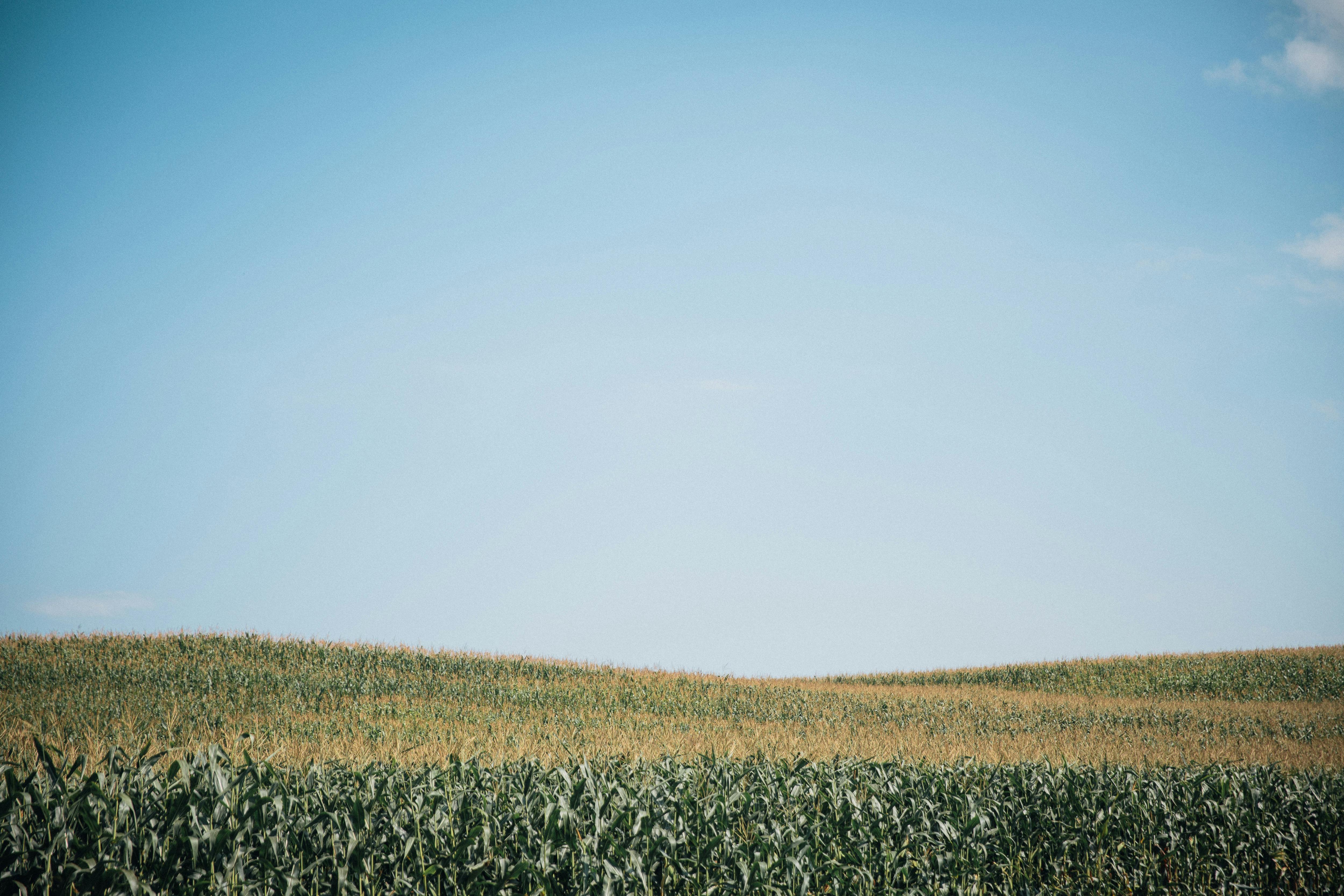 Corn Field Under clear Blue Sky · Free Stock Photo