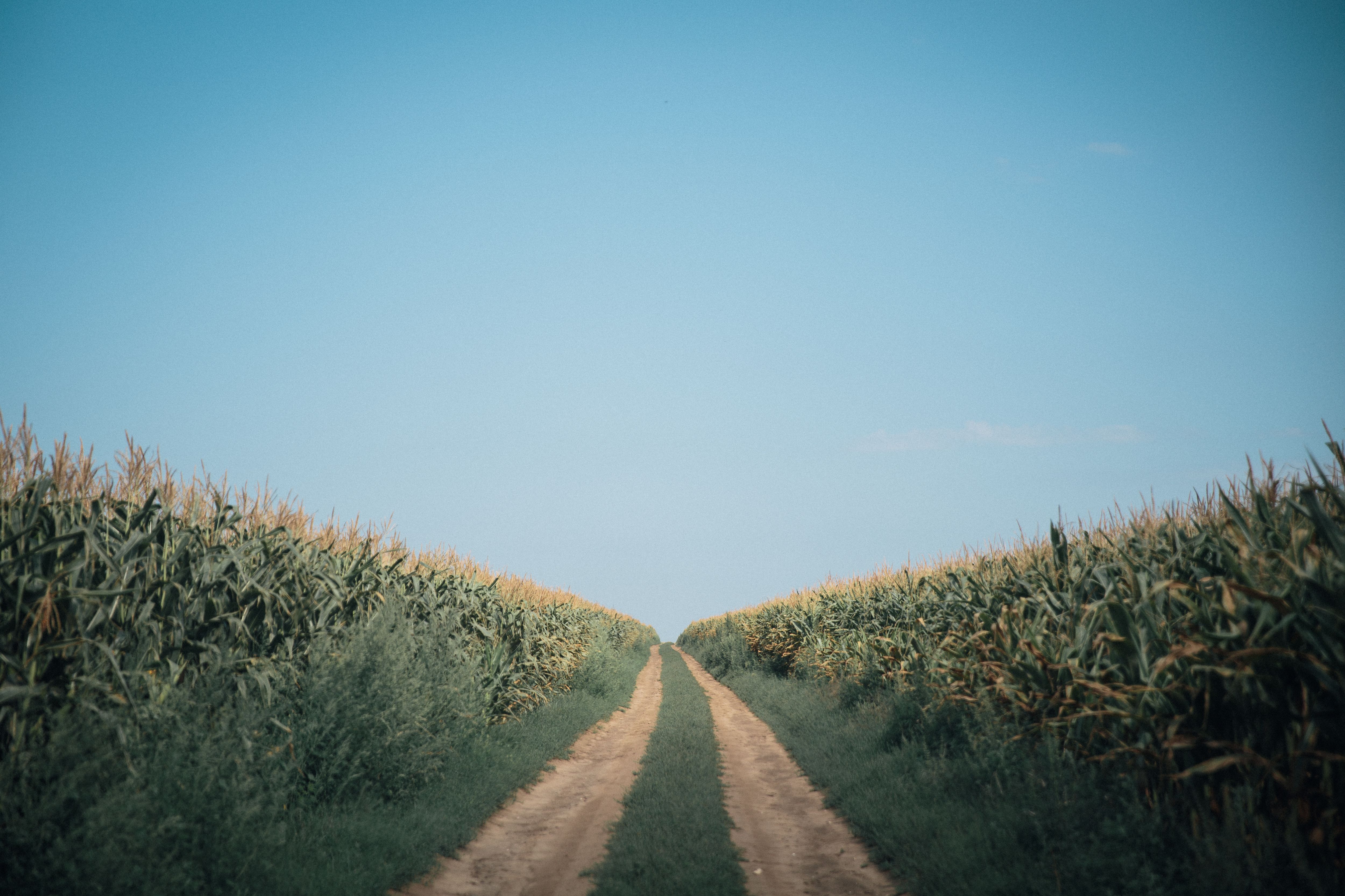 Green Vel Photos, Download The BEST Free Green Vel Stock Photos & HD Images