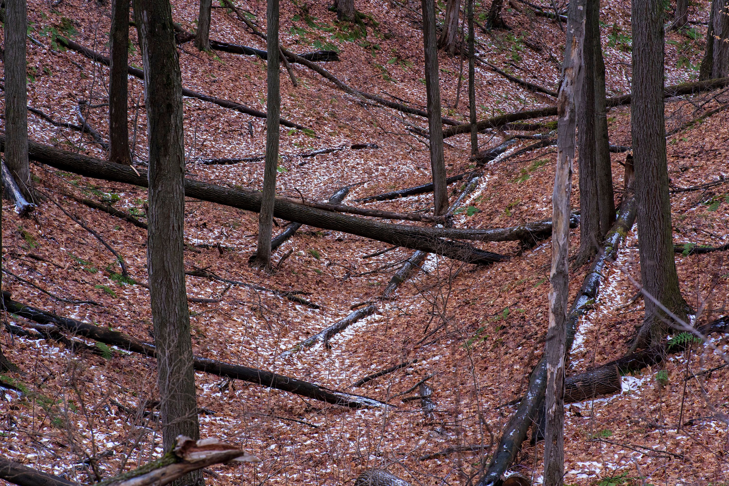 A Forest with Fallen Trees during Winter · Free Stock Photo
