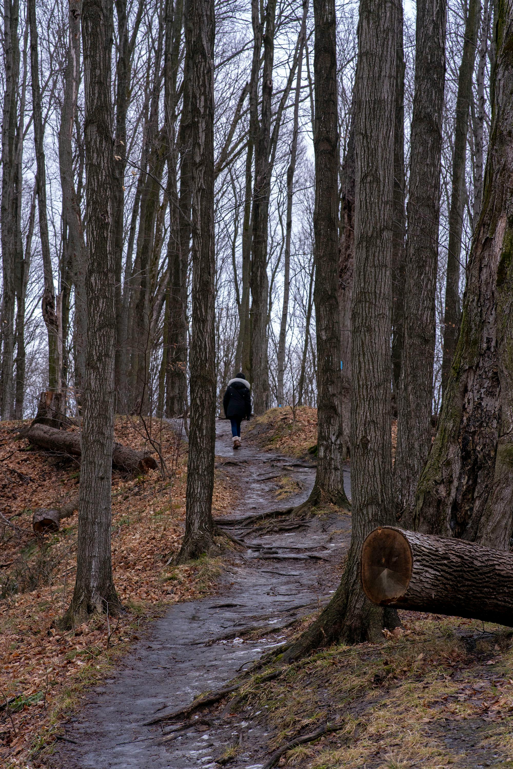 A Person Walking in the Forest · Free Stock Photo