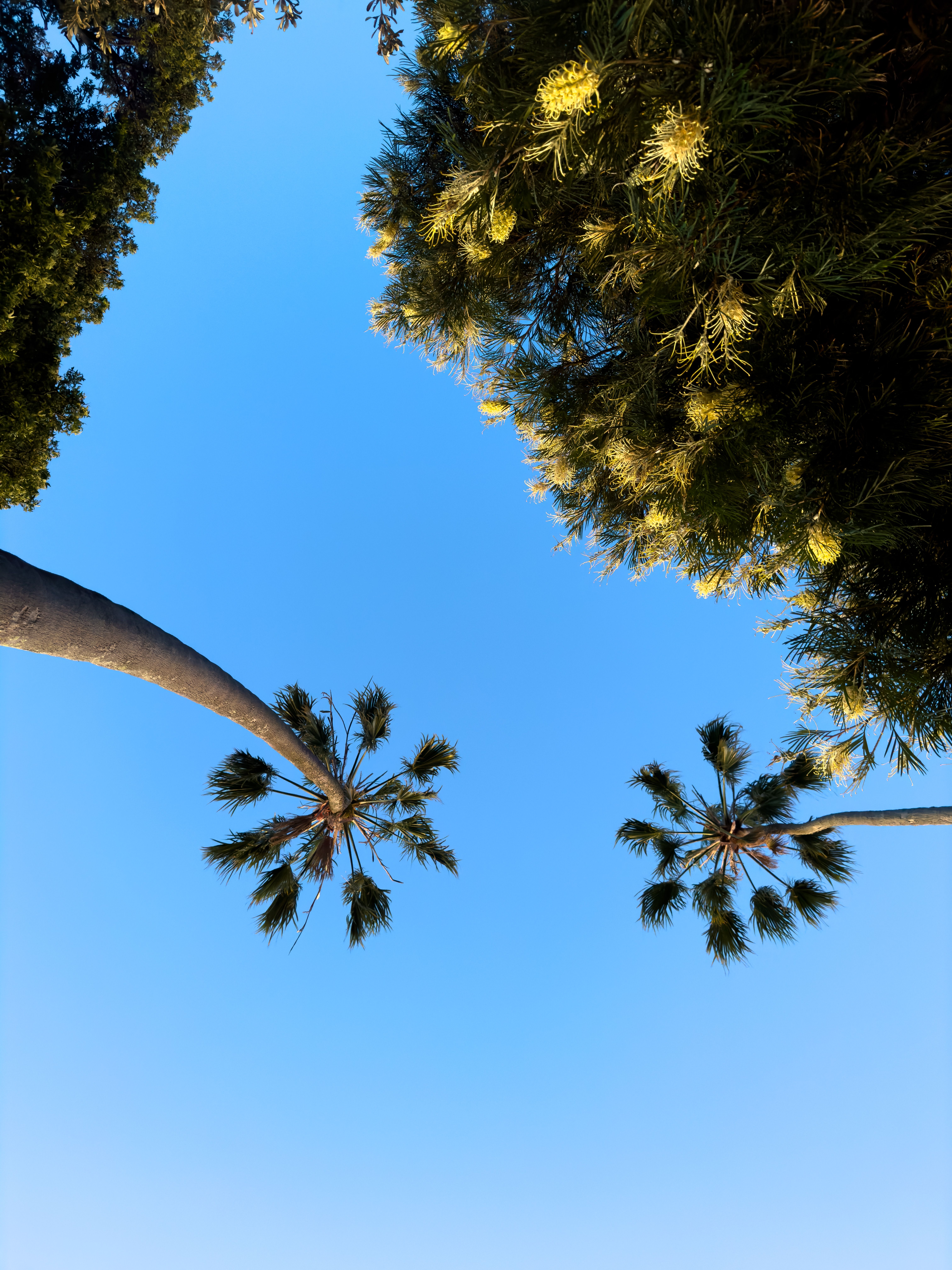 Low-Angle Shot of Tall Palm Trees · Free Stock Photo