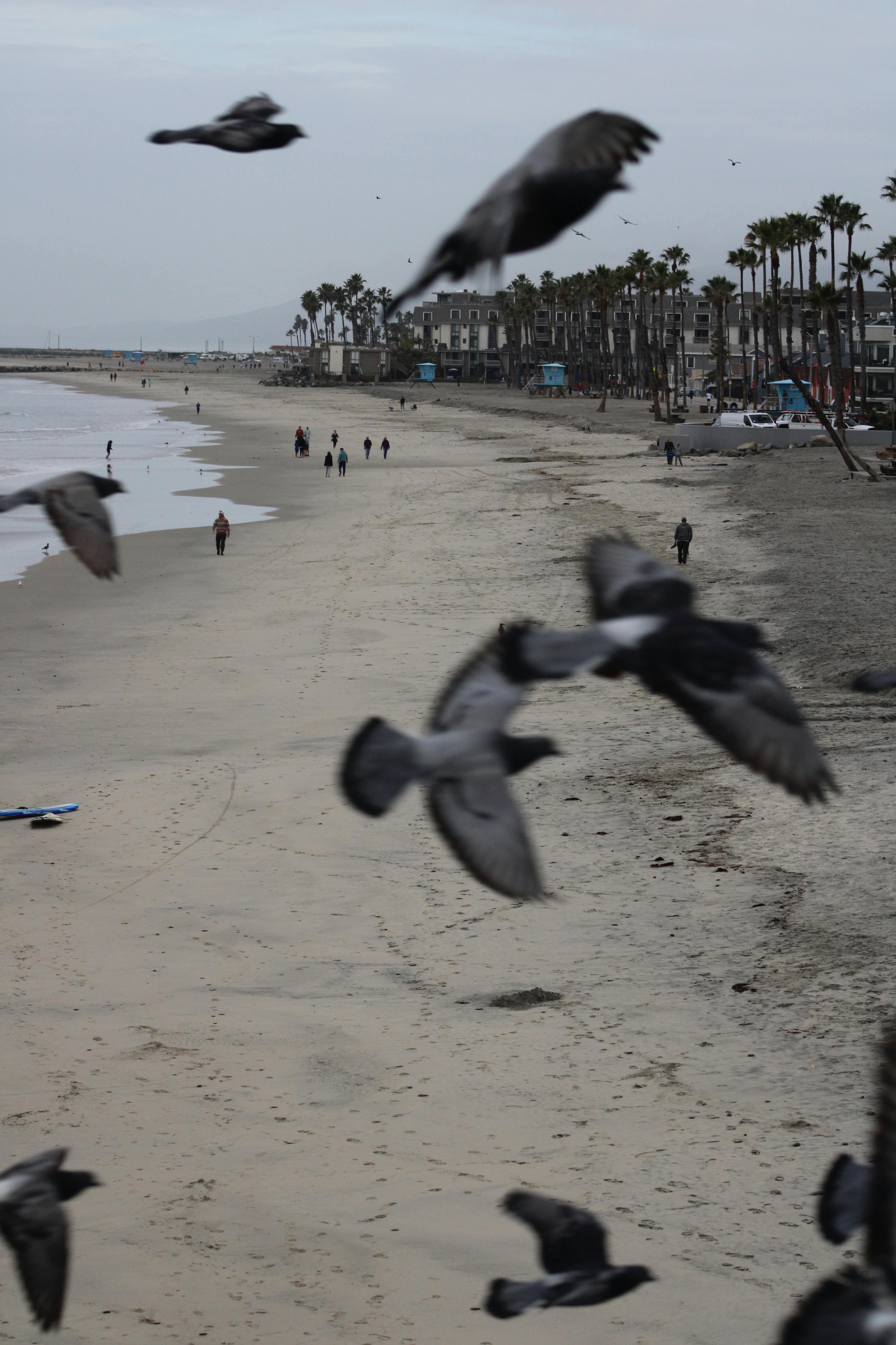 Beach Shore Photos, Download The BEST Free Beach Shore Stock Photos ...