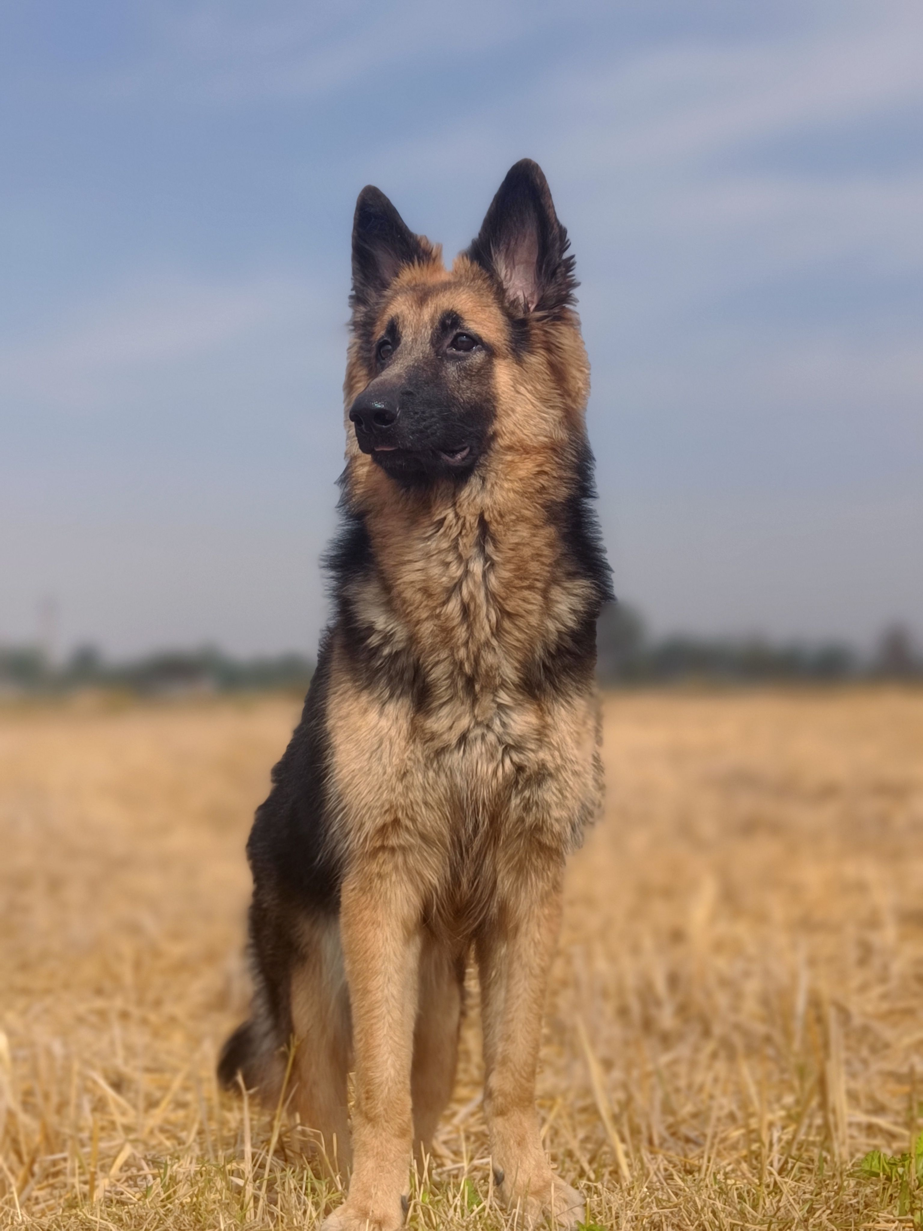Foto profissional gratuita de 4k, alerta, animal, animal de estimação ...