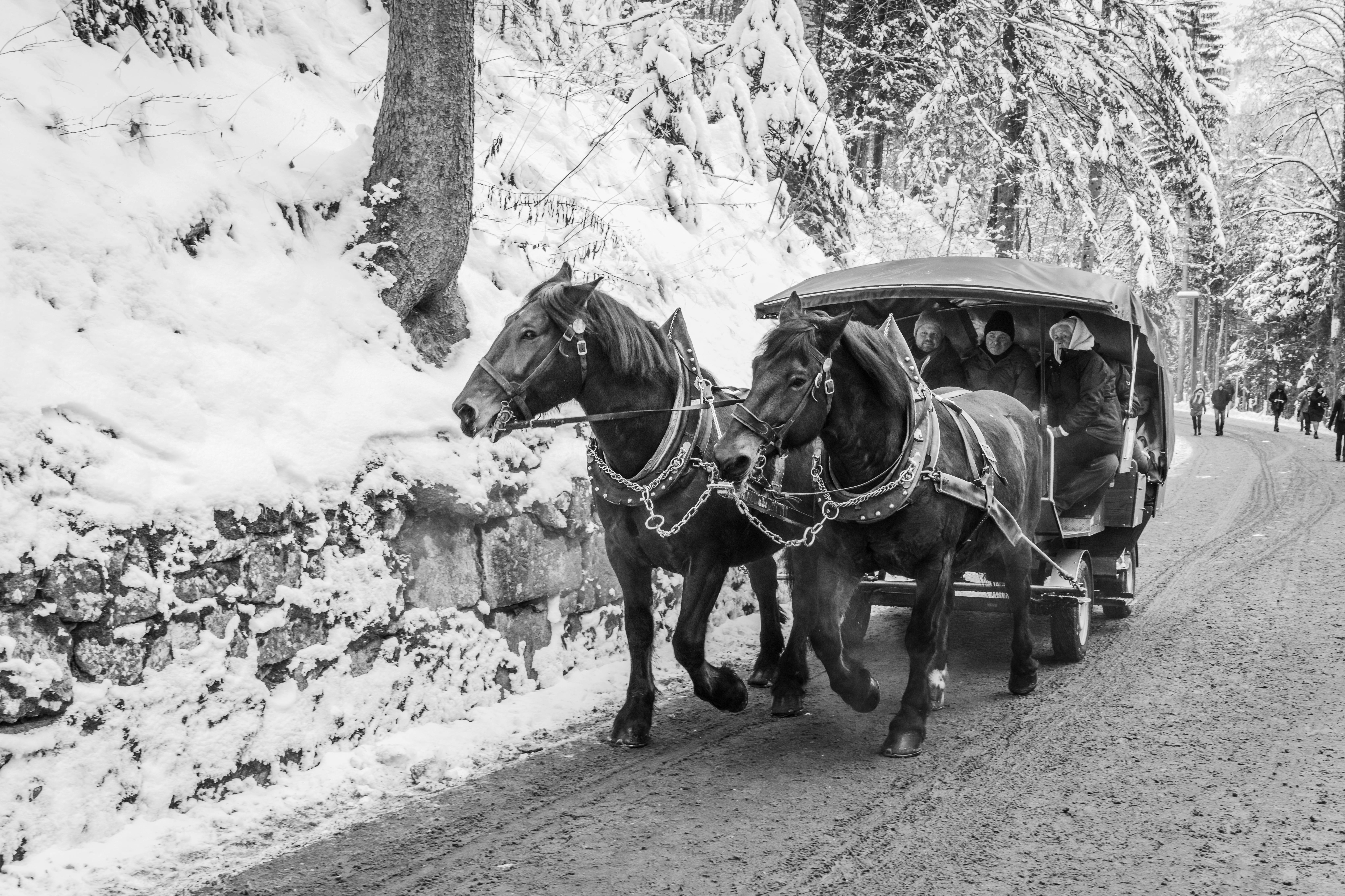 People Riding Horse Cart in Forest in Winter · Free Stock Photo