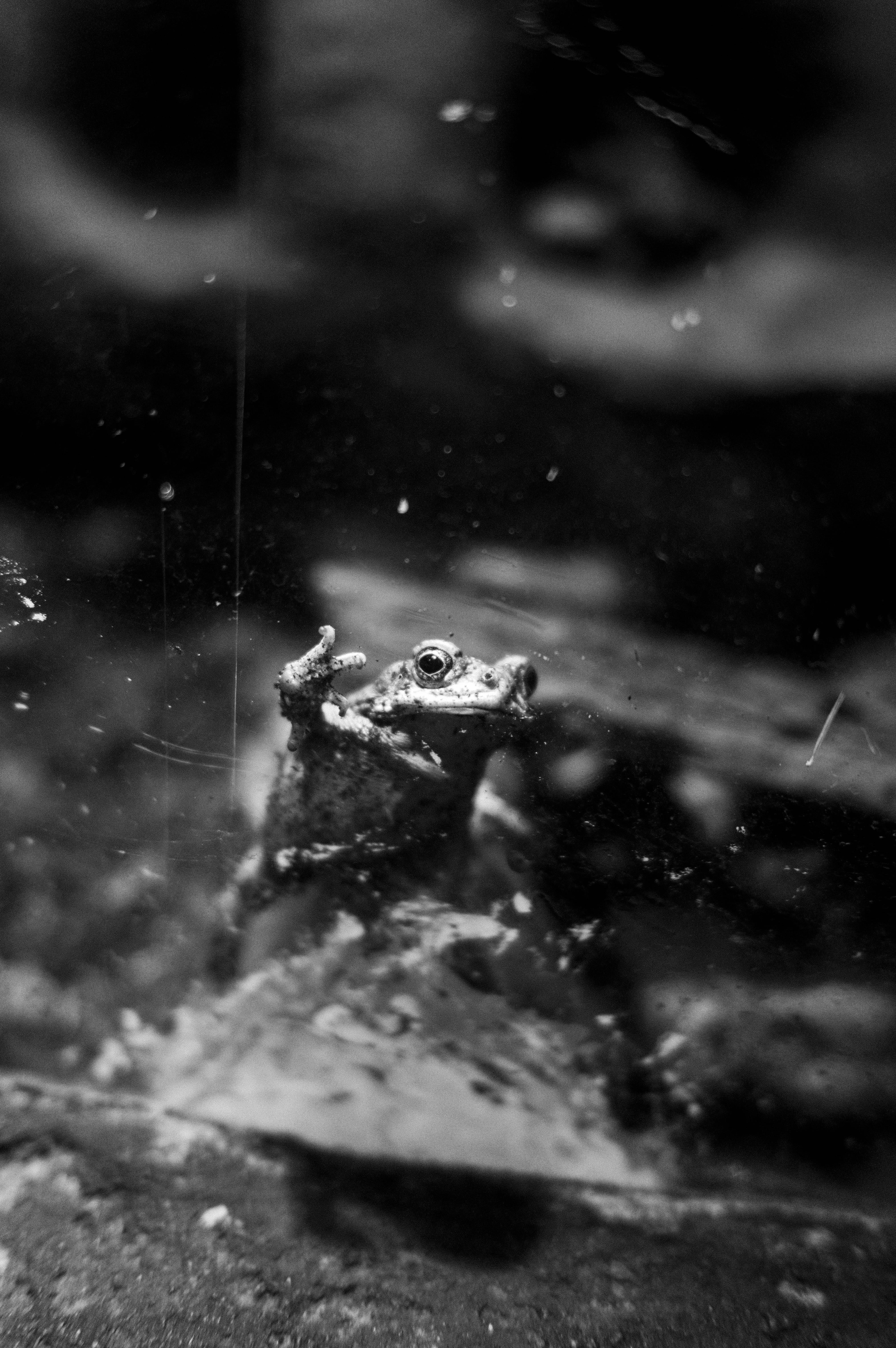 Photo Of A Frog · Free Stock Photo