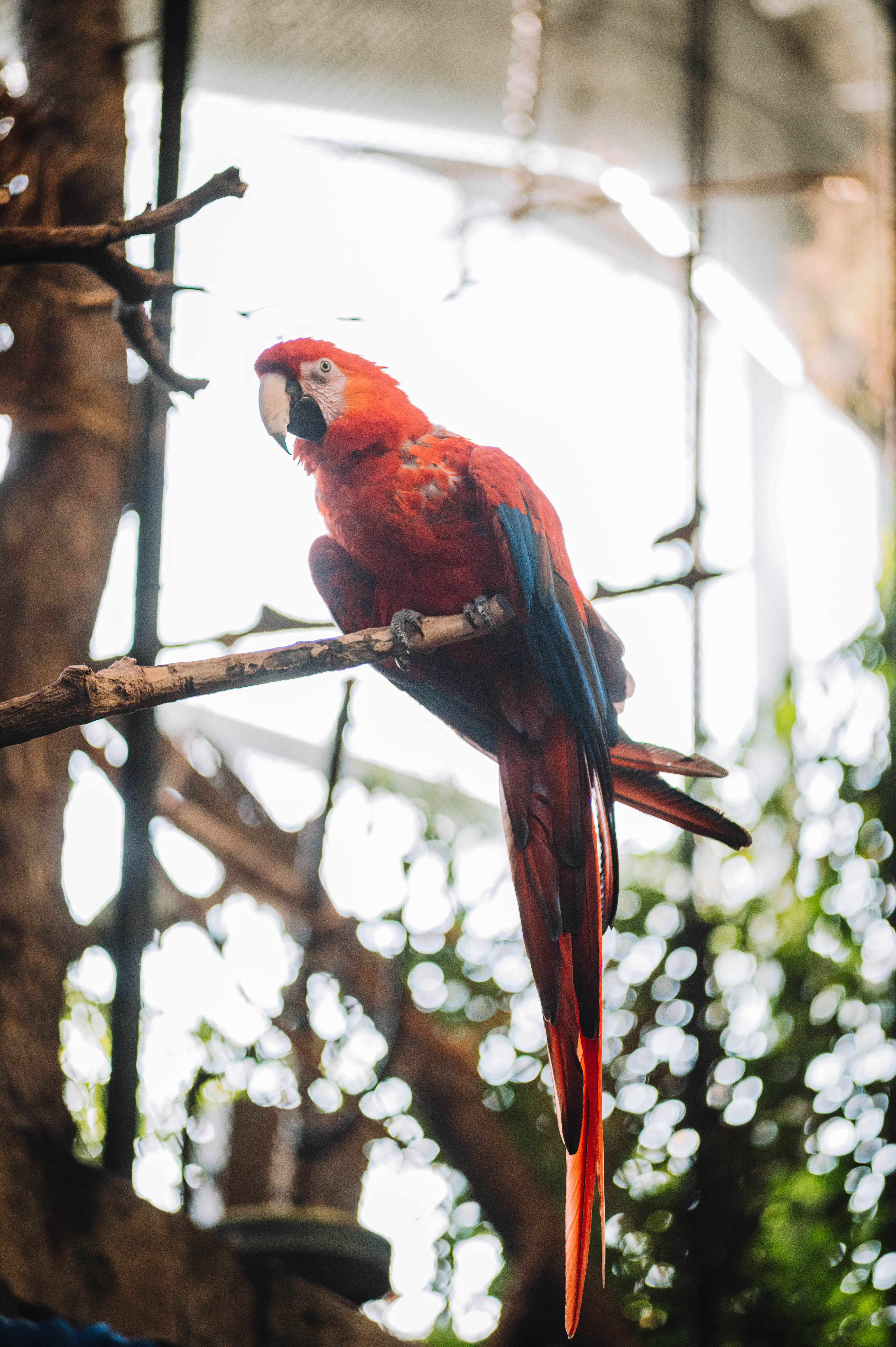 A Close-Up Shot of a Macaw · Free Stock Photo