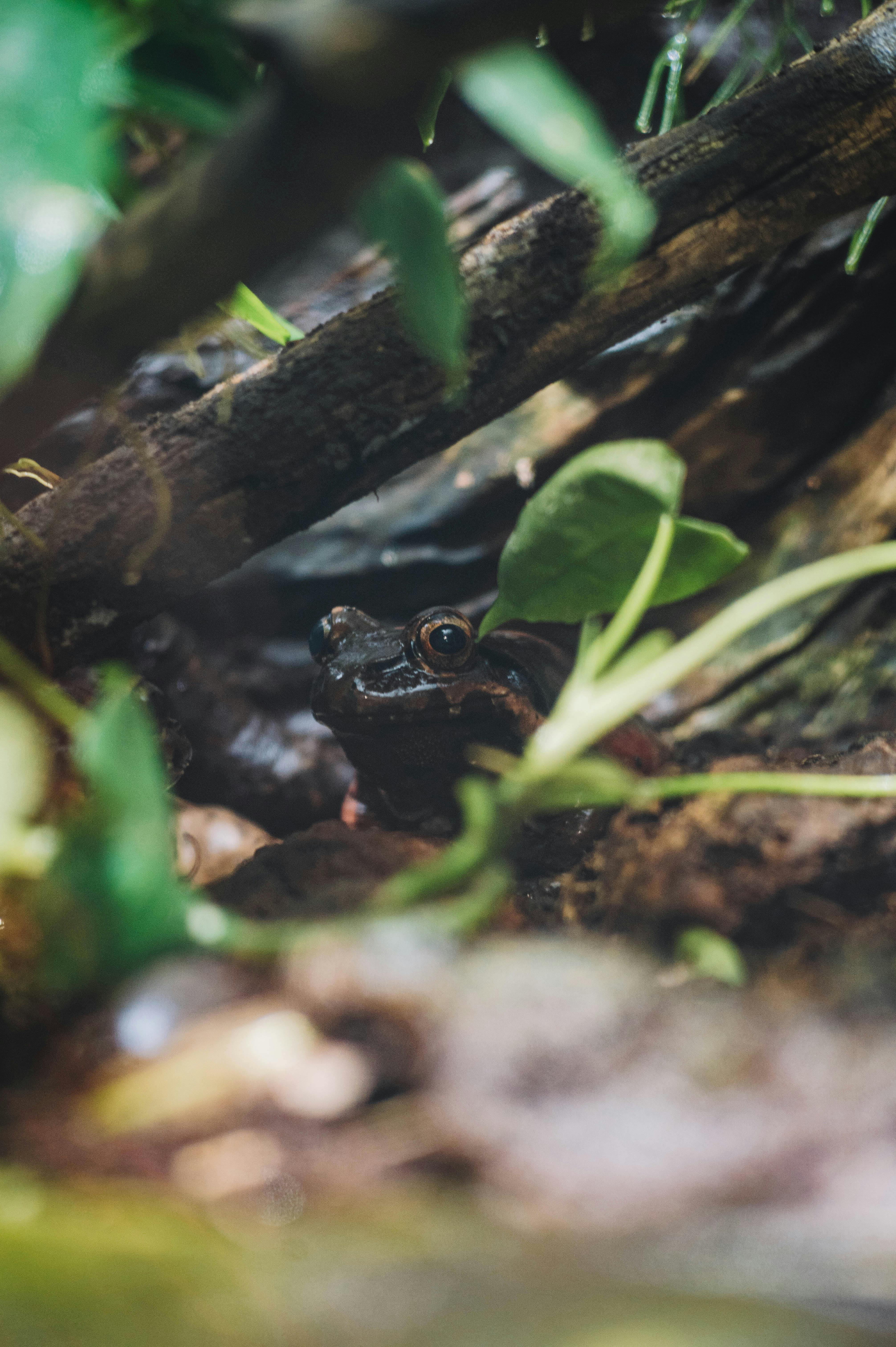 Tiny Frog Hiding under Leaves · Free Stock Photo