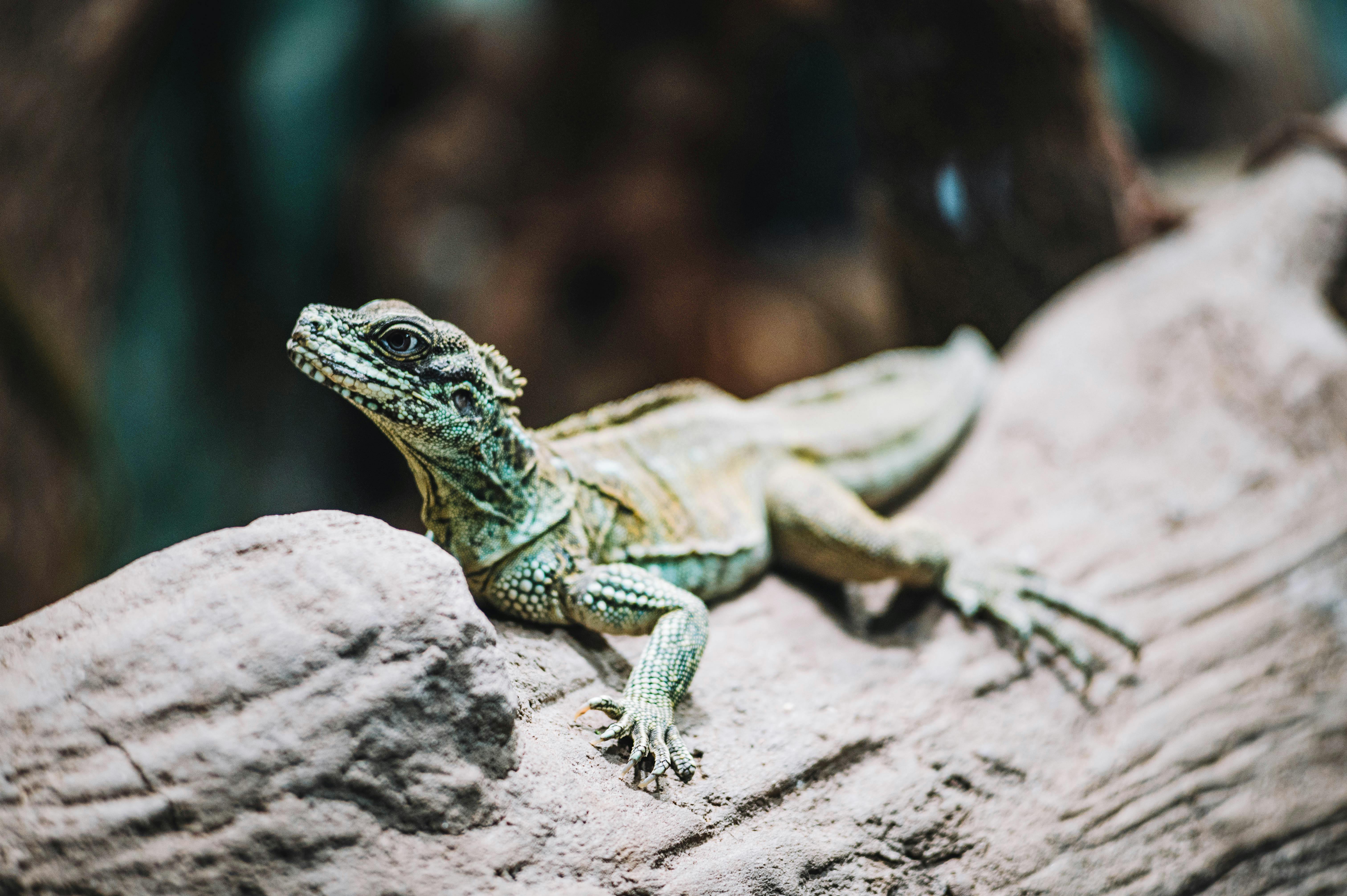 Orange Black Green Lizard · Free Stock Photo