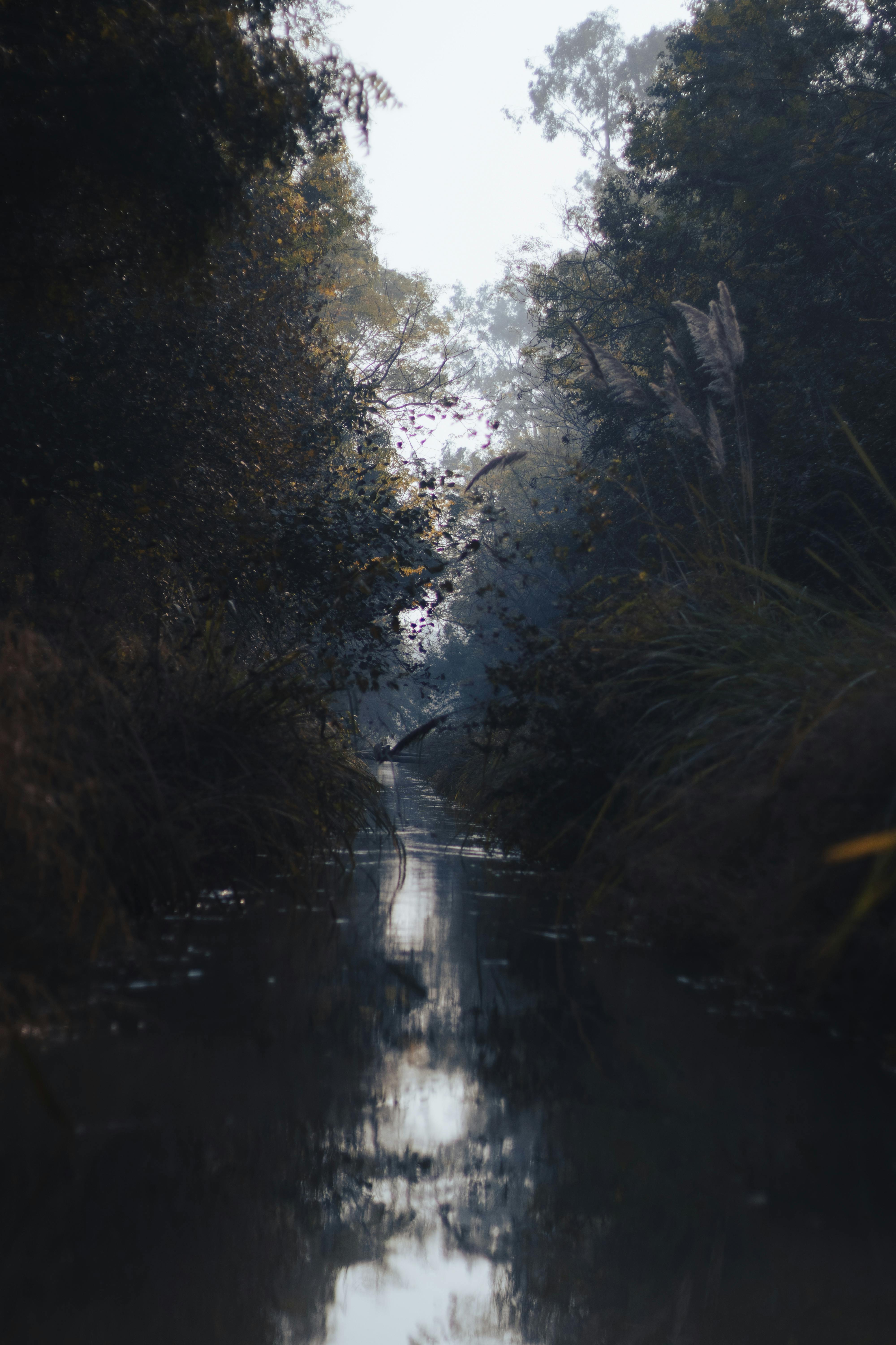 Trees by the River · Free Stock Photo