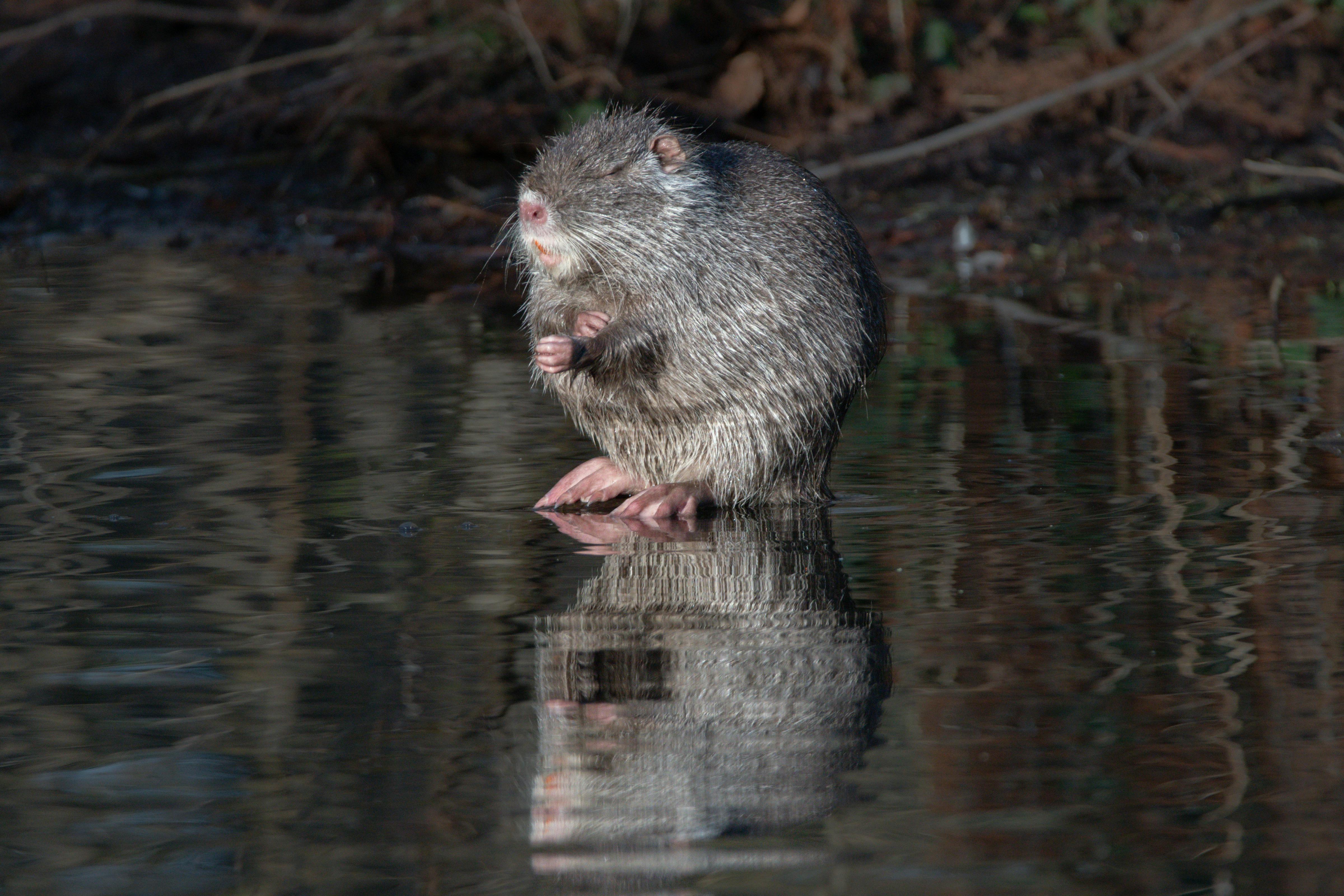 Greater Cane Rat on Lakeshore · Free Stock Photo