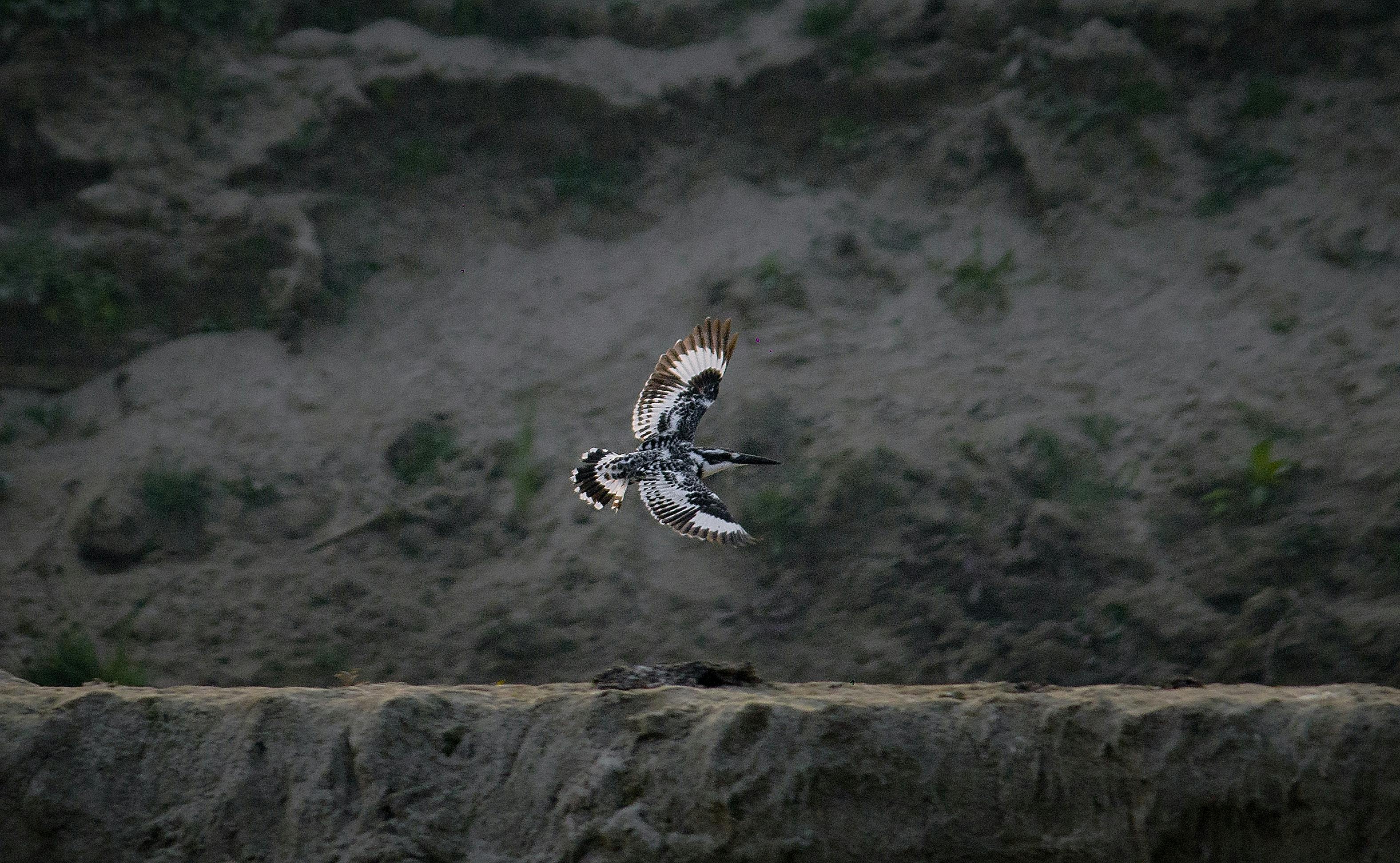 Bird Pie Photos, Download The BEST Free Bird Pie Stock Photos & HD Images