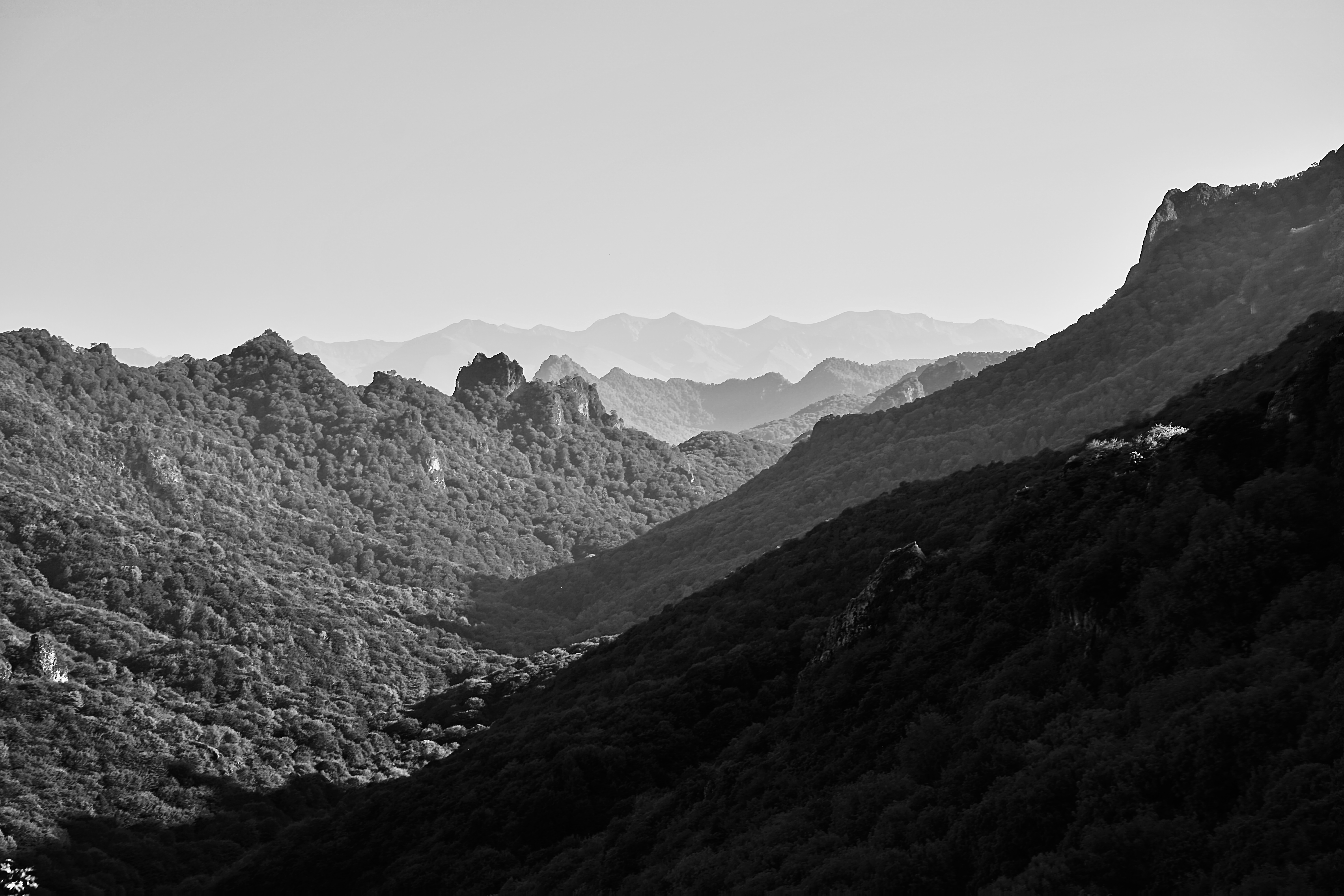 Grayscale Photo of Trees on Mountain · Free Stock Photo