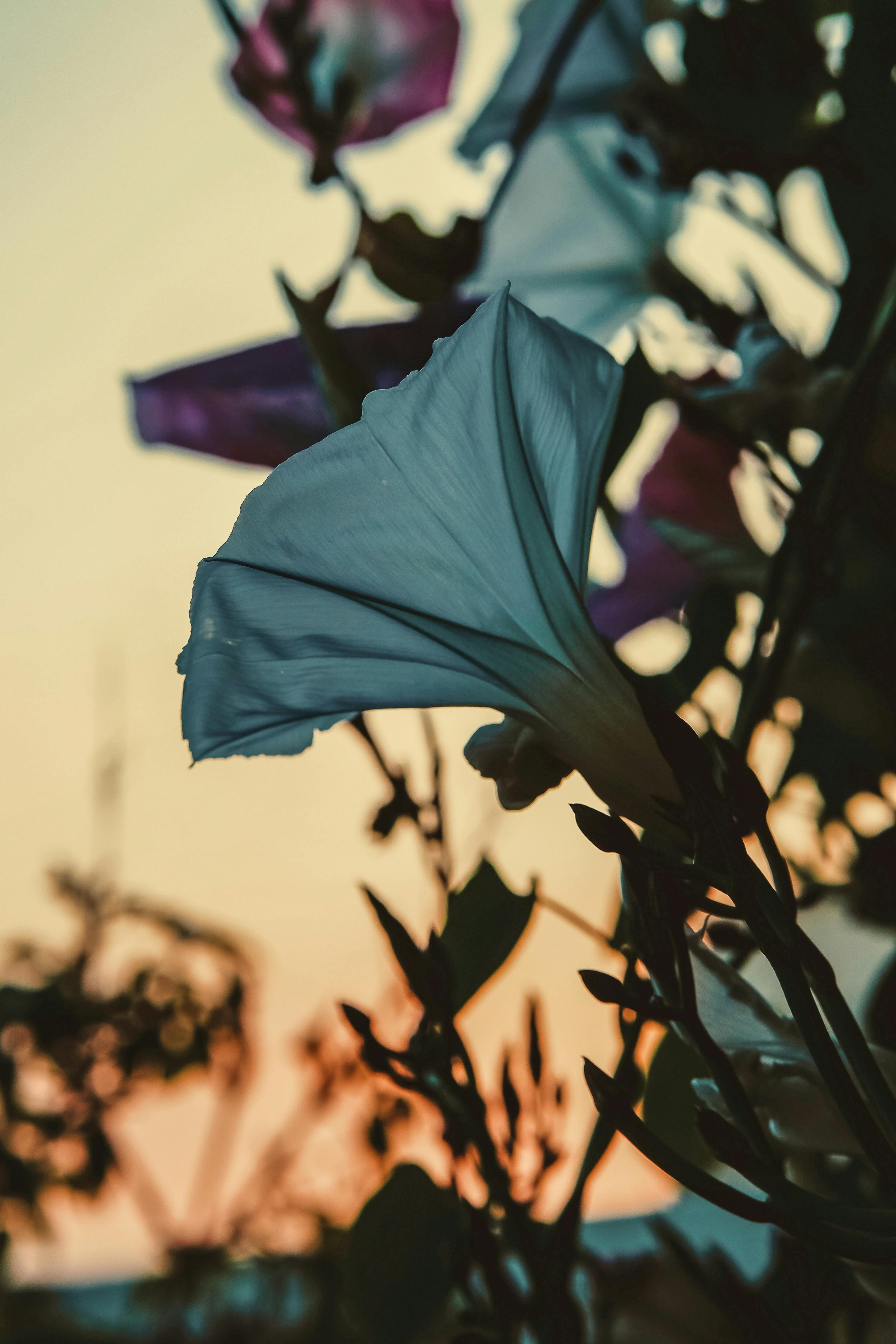 Head of a White Blooming Flower at Dusk · Free Stock Photo