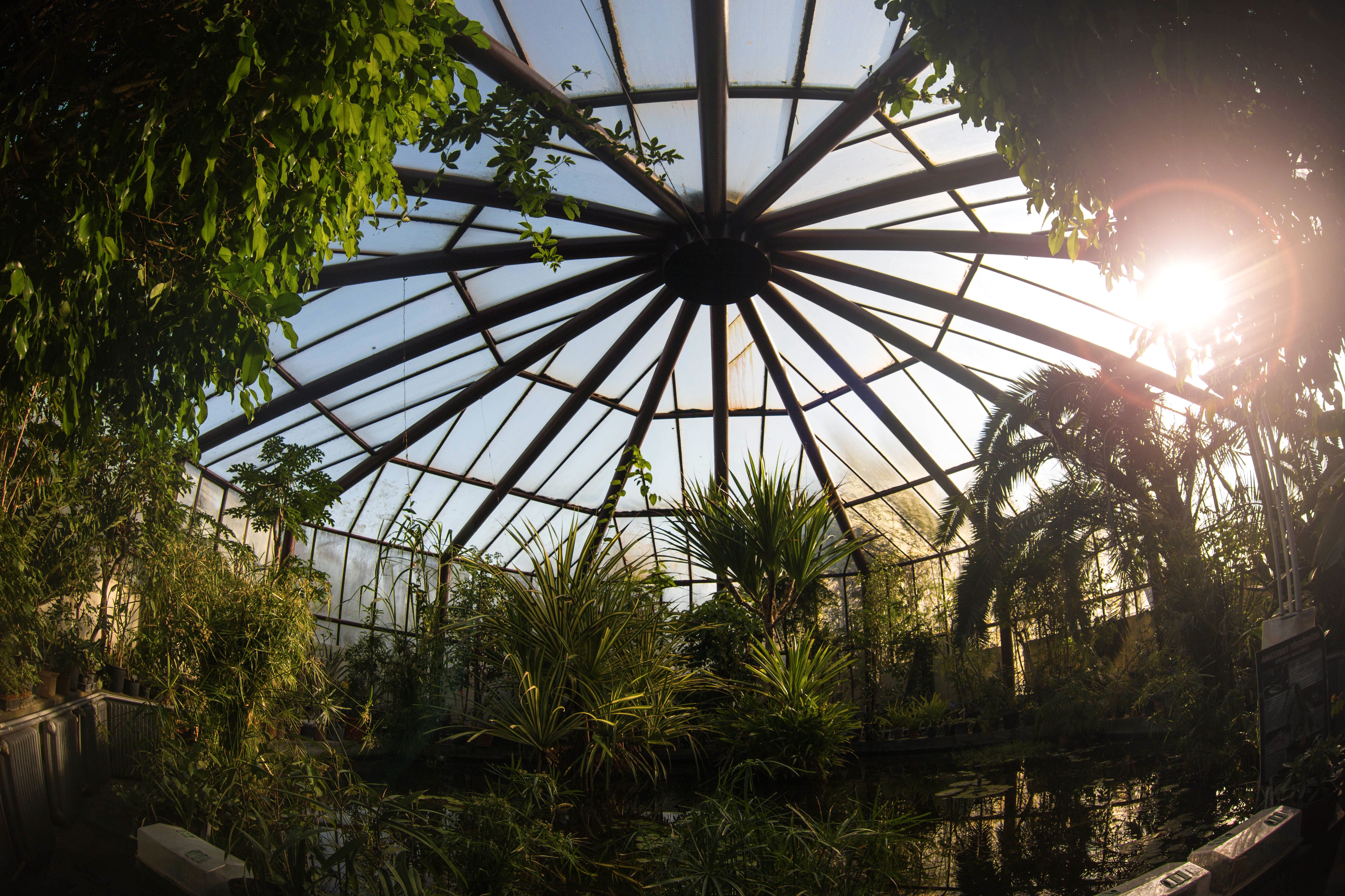 Sunlight over Greenhouse · Free Stock Photo