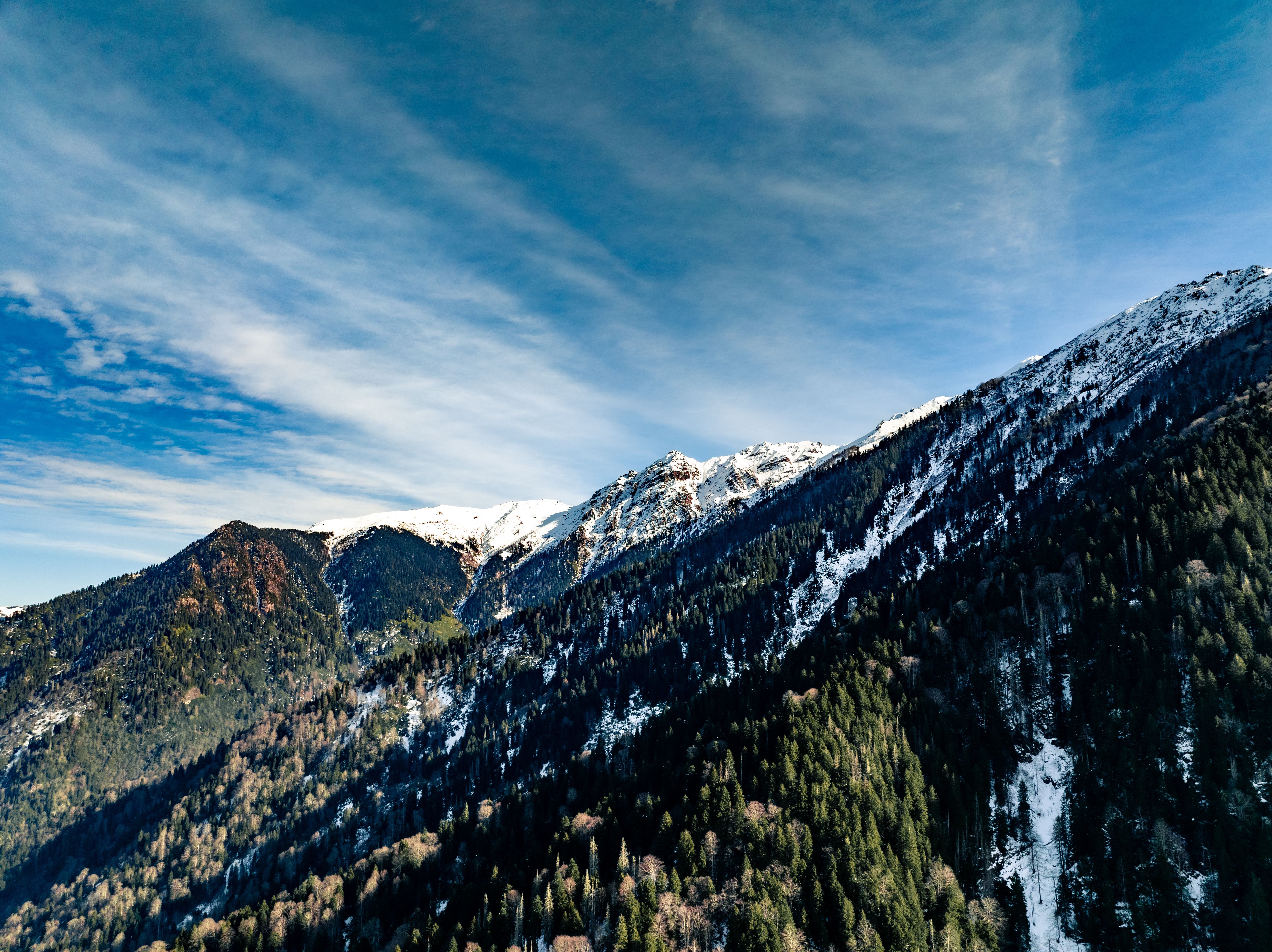 Forest on Hill in Winter · Free Stock Photo