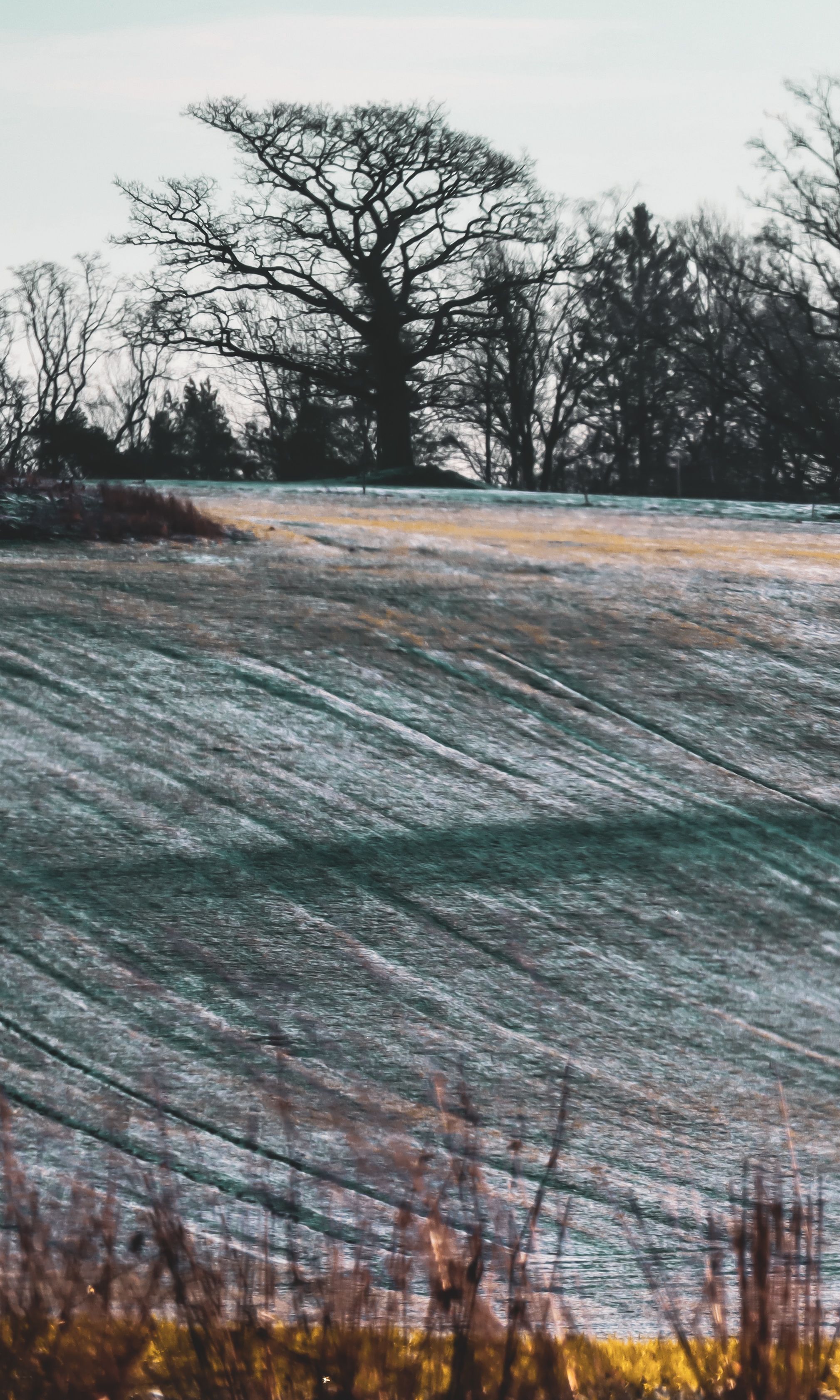 A Frosty Grass Field · Free Stock Photo