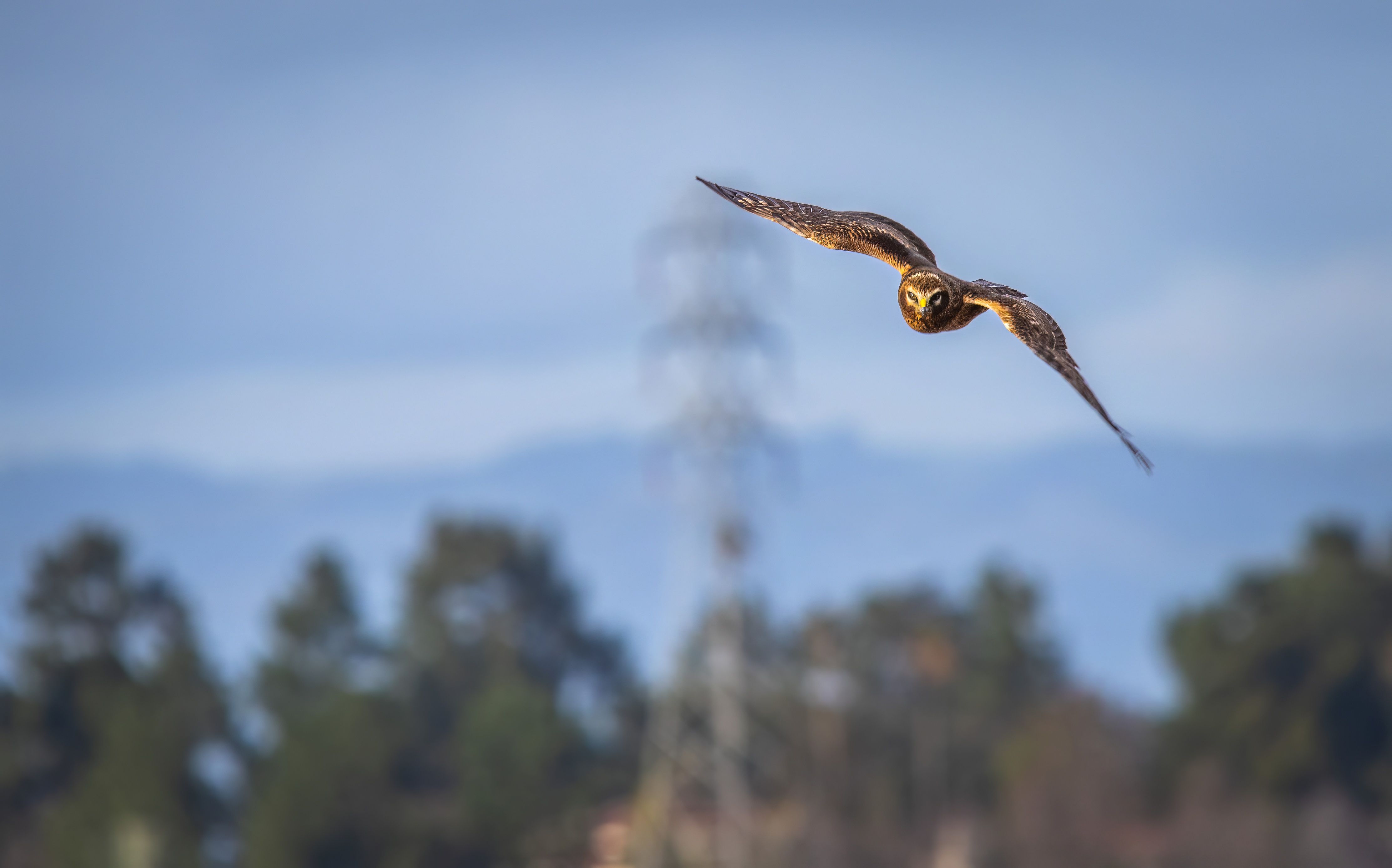 Flying Harrier Bird · Free Stock Photo