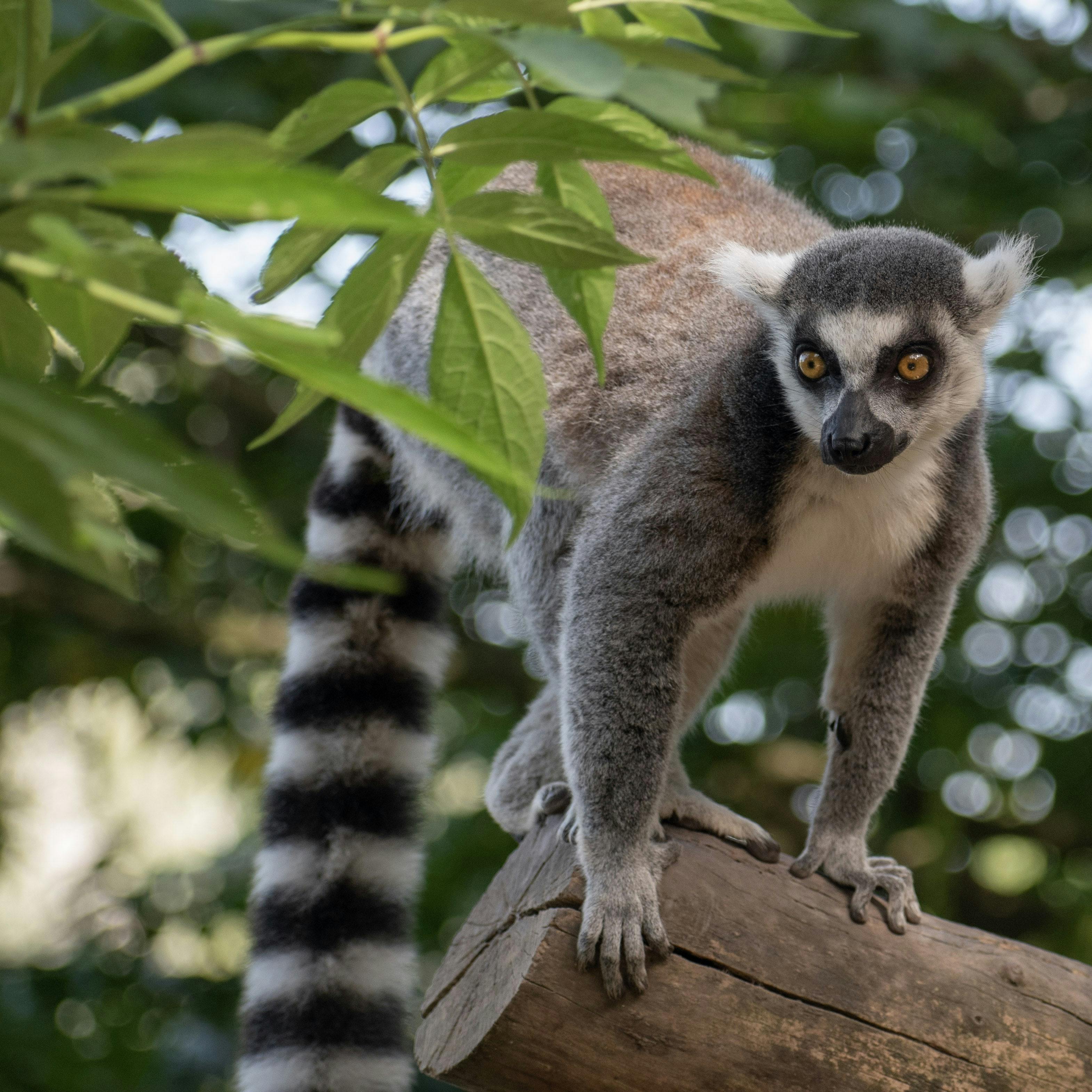 Lemur Standing on Tree · Free Stock Photo