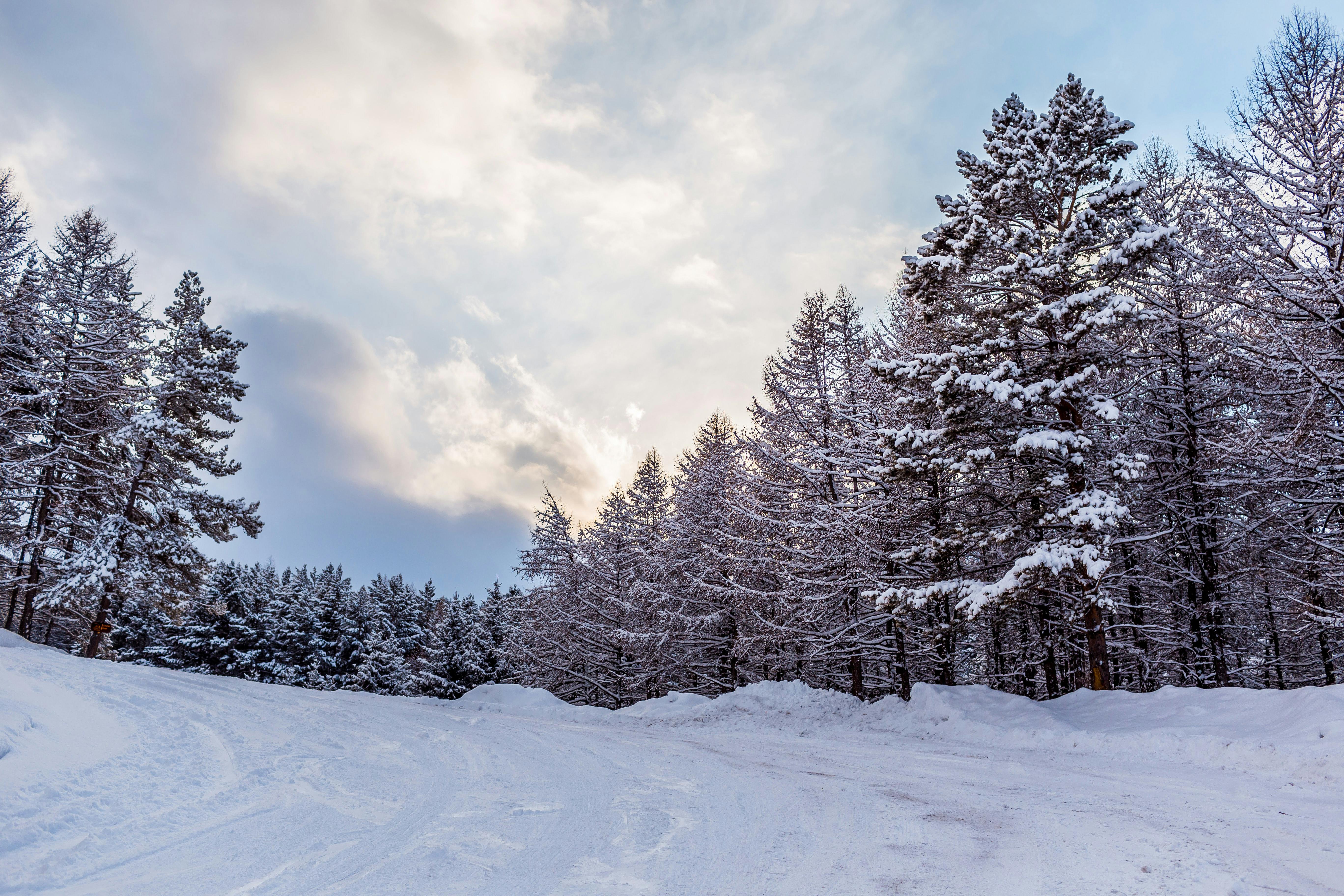 Forest in Winter · Free Stock Photo