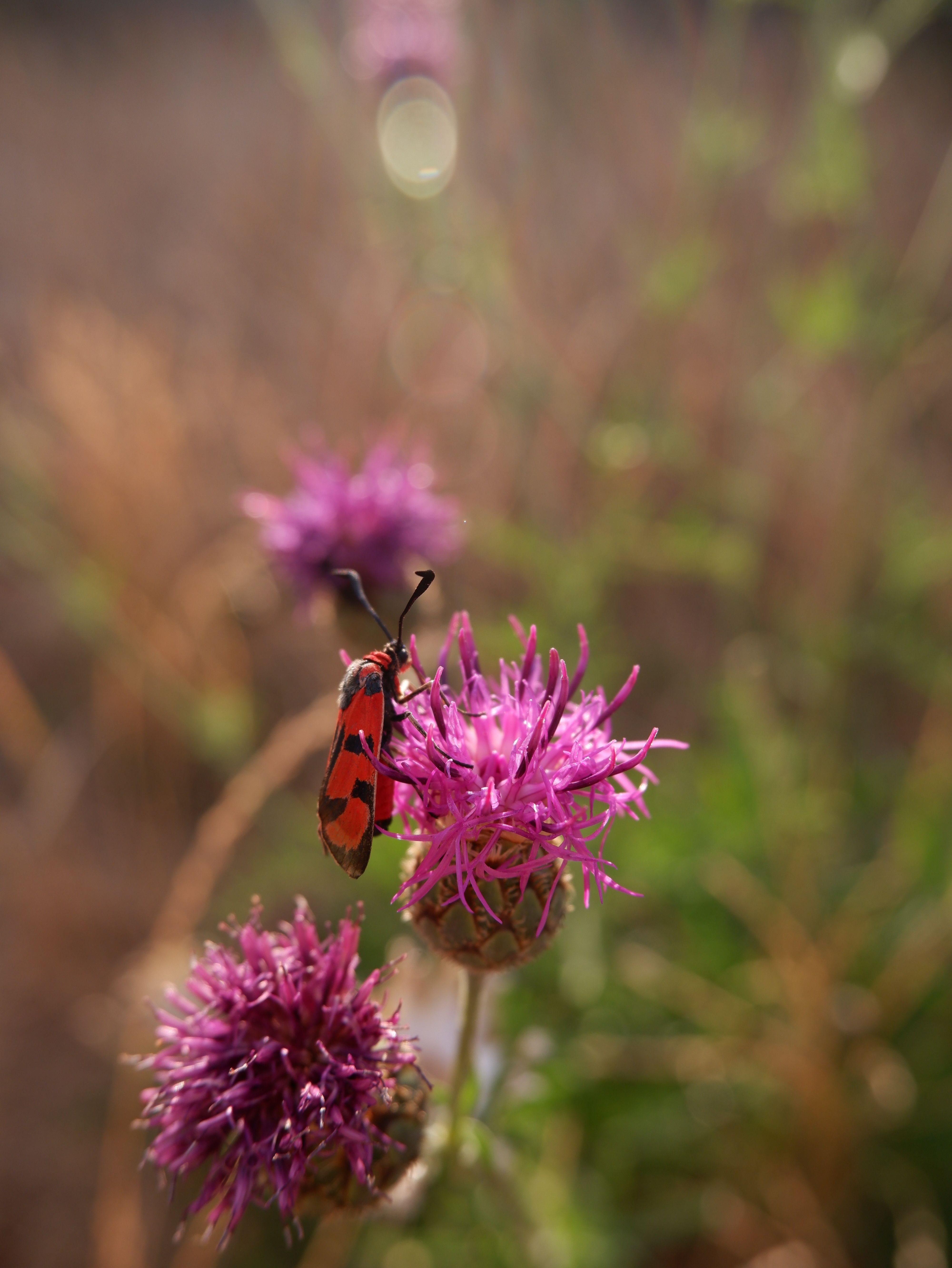 Insect on a Flower · Free Stock Photo