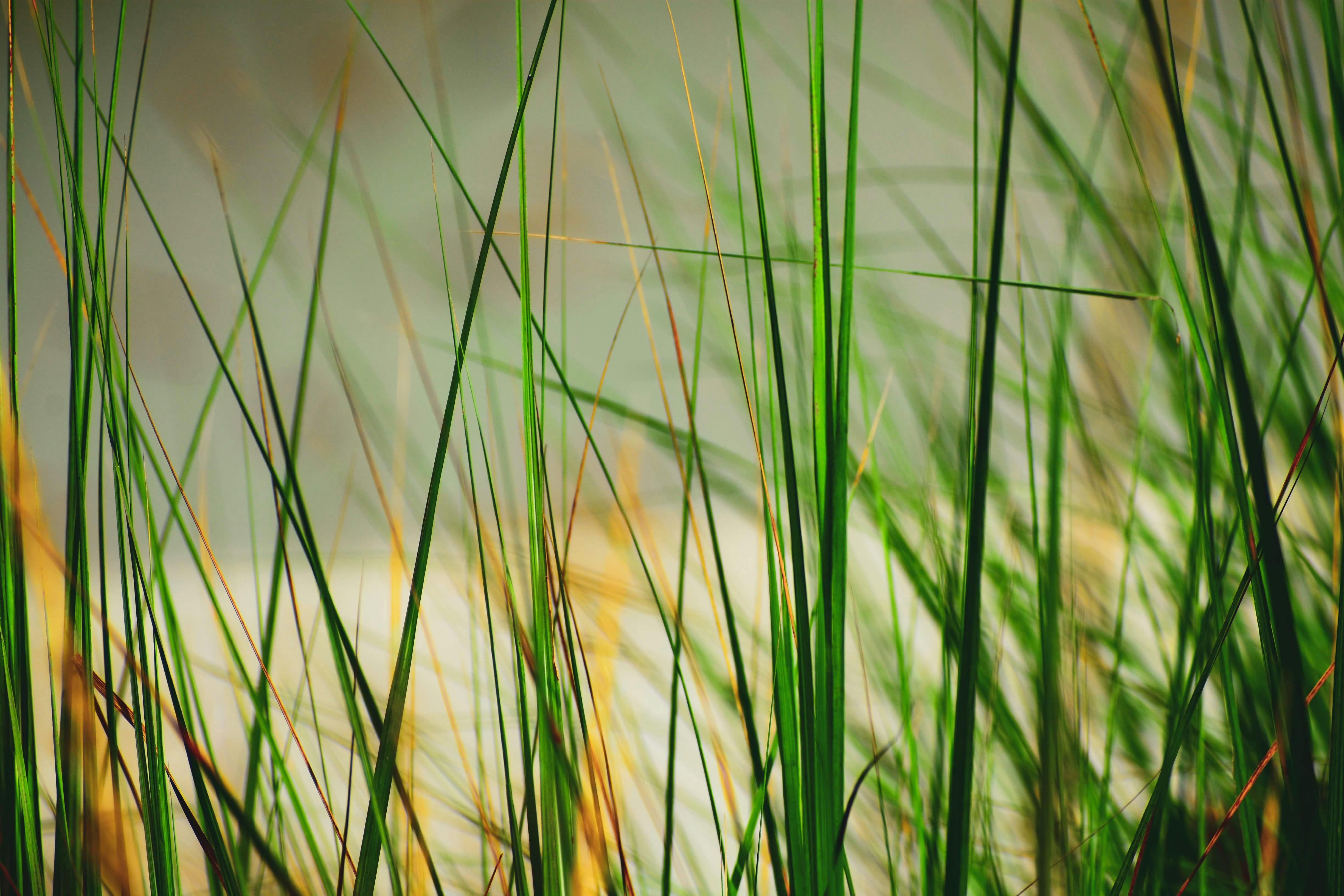 Close-up of Reed · Free Stock Photo