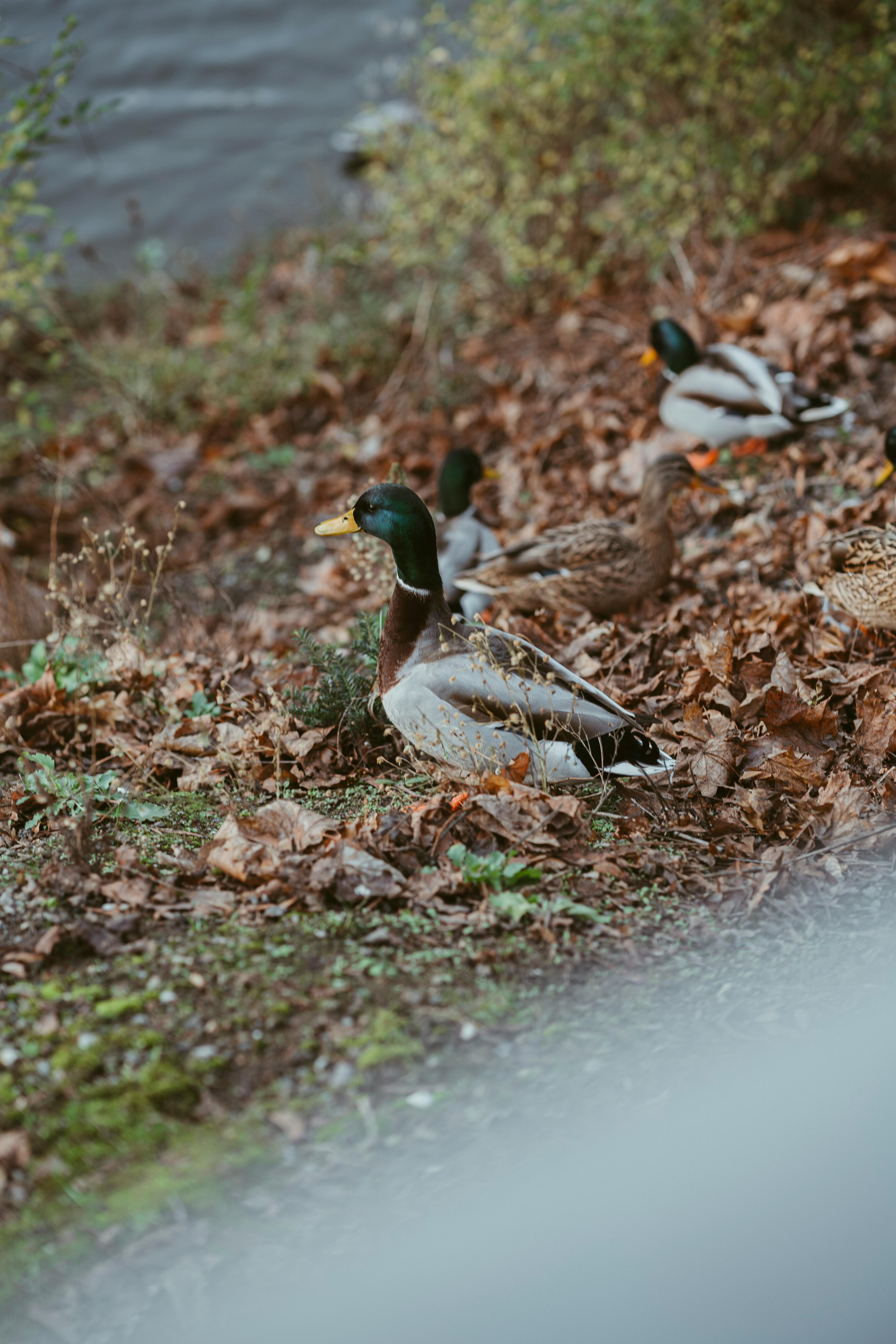 Ducks Walking on Leaves · Free Stock Photo