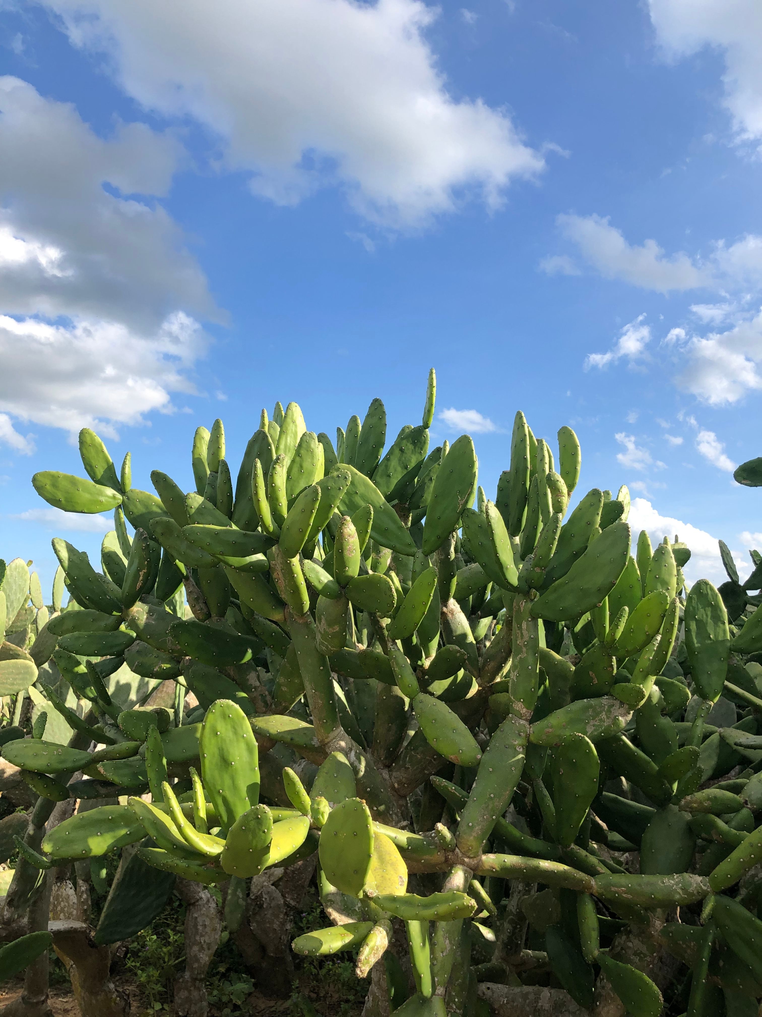 Close-up of a Cactus · Free Stock Photo