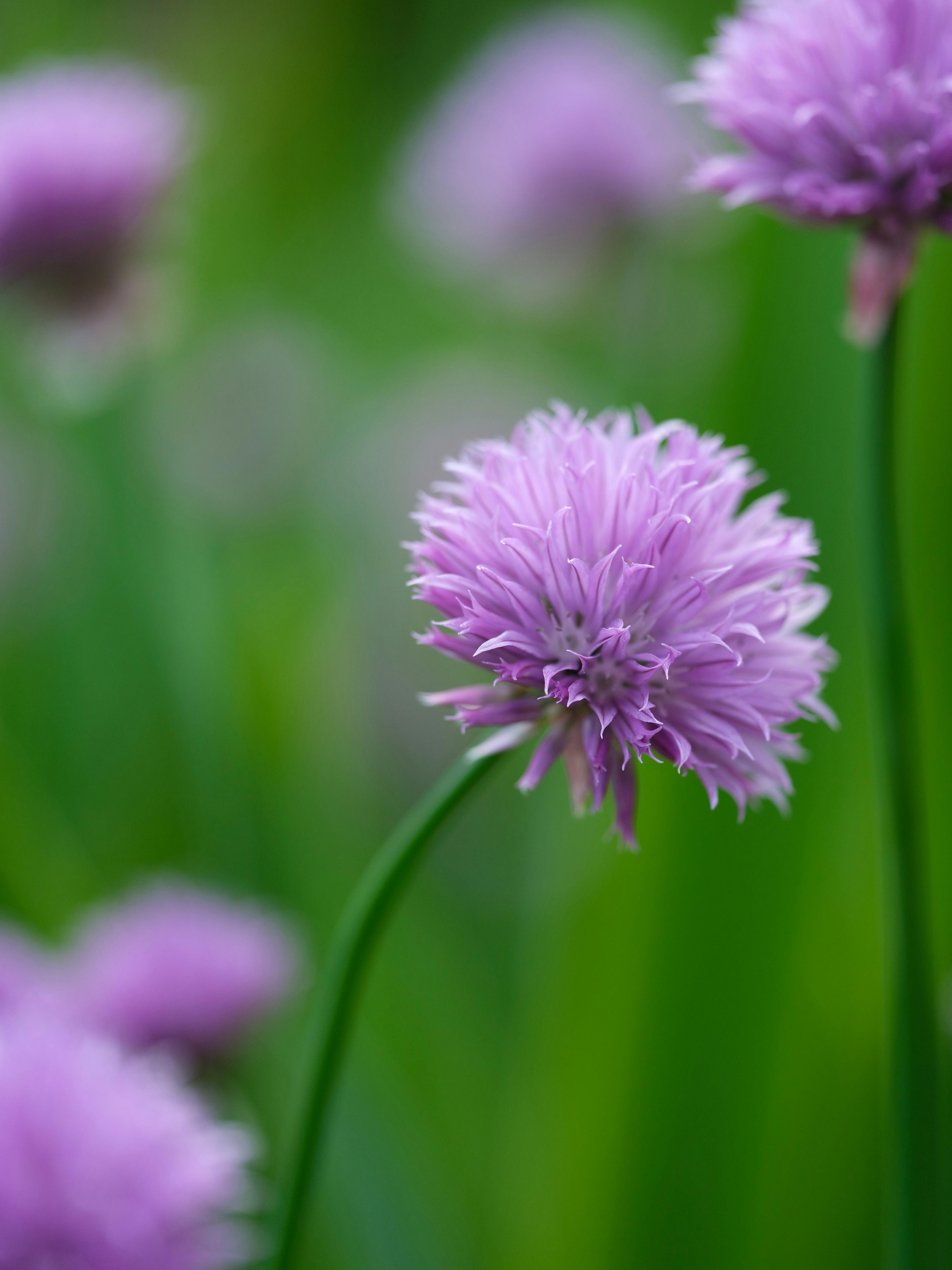 Purple Chives Flower in Close Up Photography · Free Stock Photo