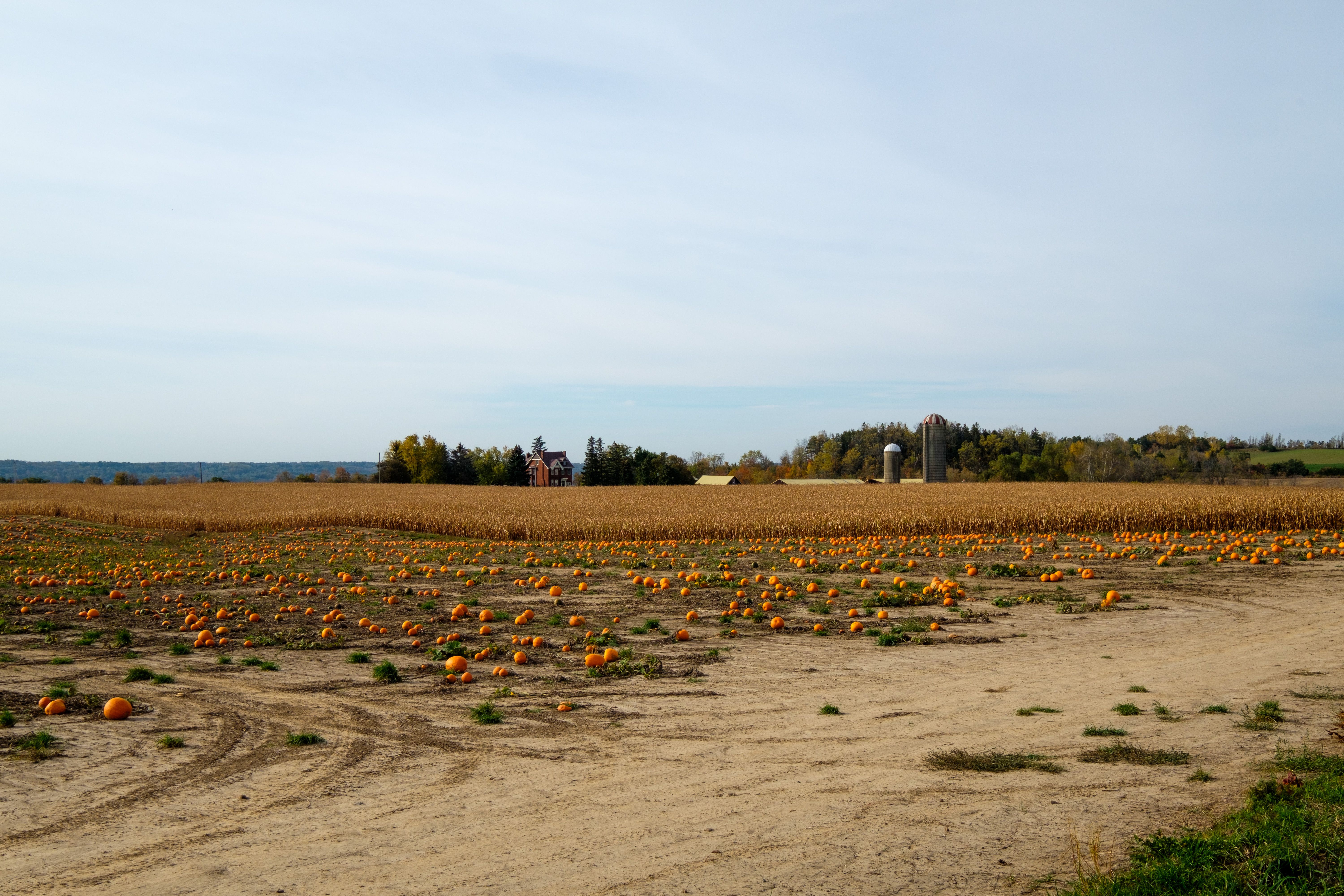 Pumpkins on the Field · Free Stock Photo