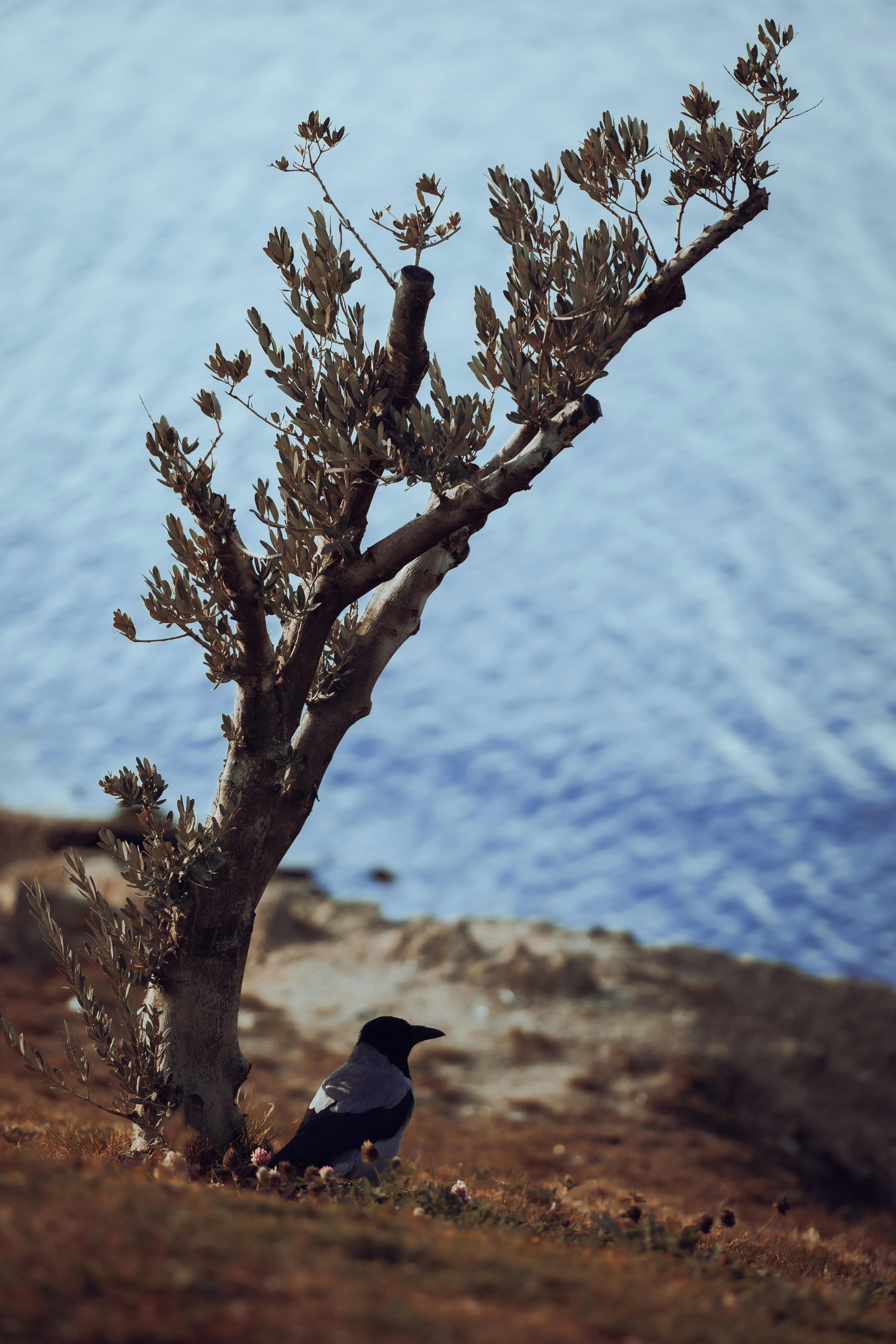 Snow Crow Photos, Download Free Snow Crow Stock Photos & HD Images