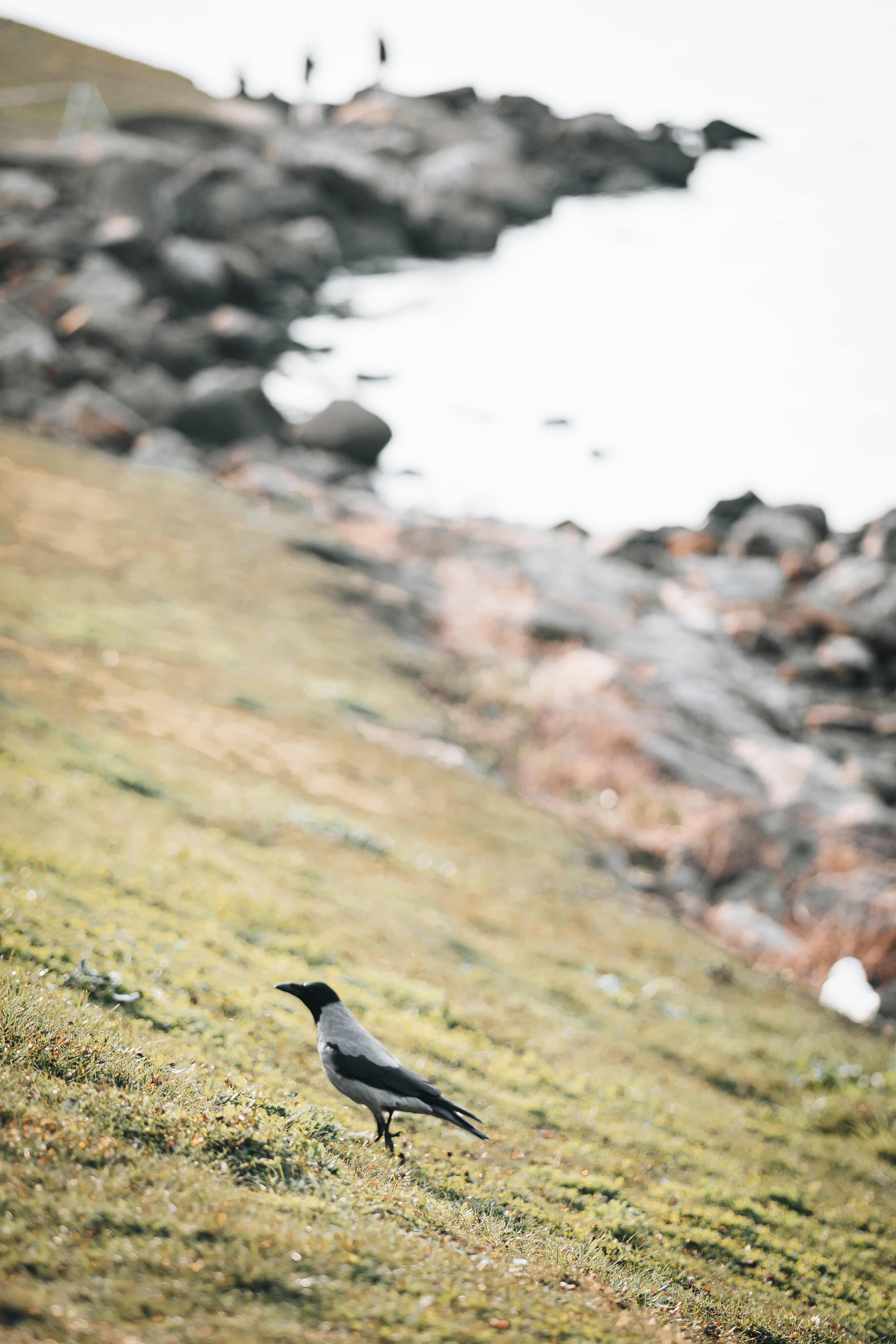 A Bird on the Ground · Free Stock Photo