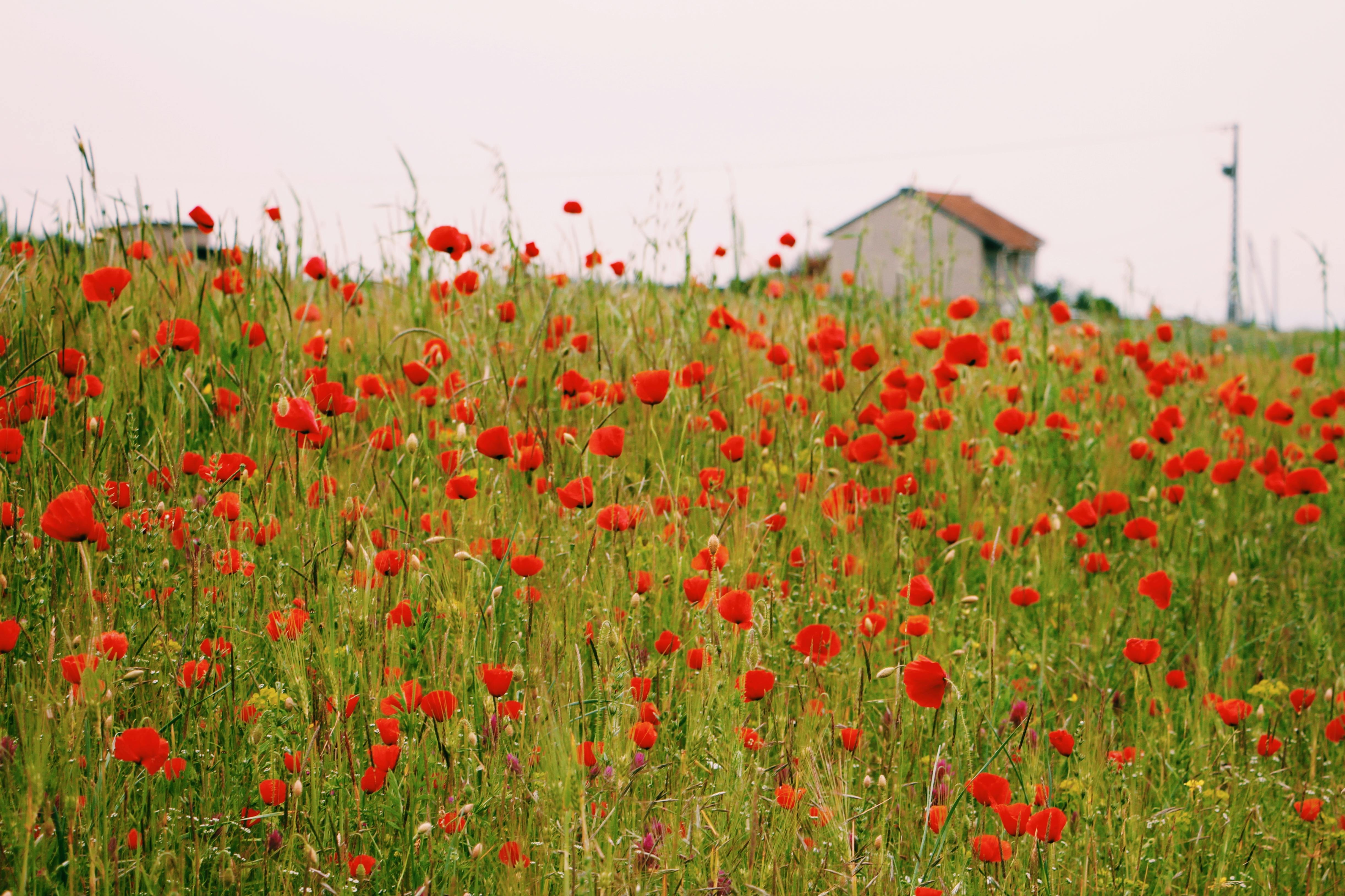 Red Flowers on the Field · Free Stock Photo