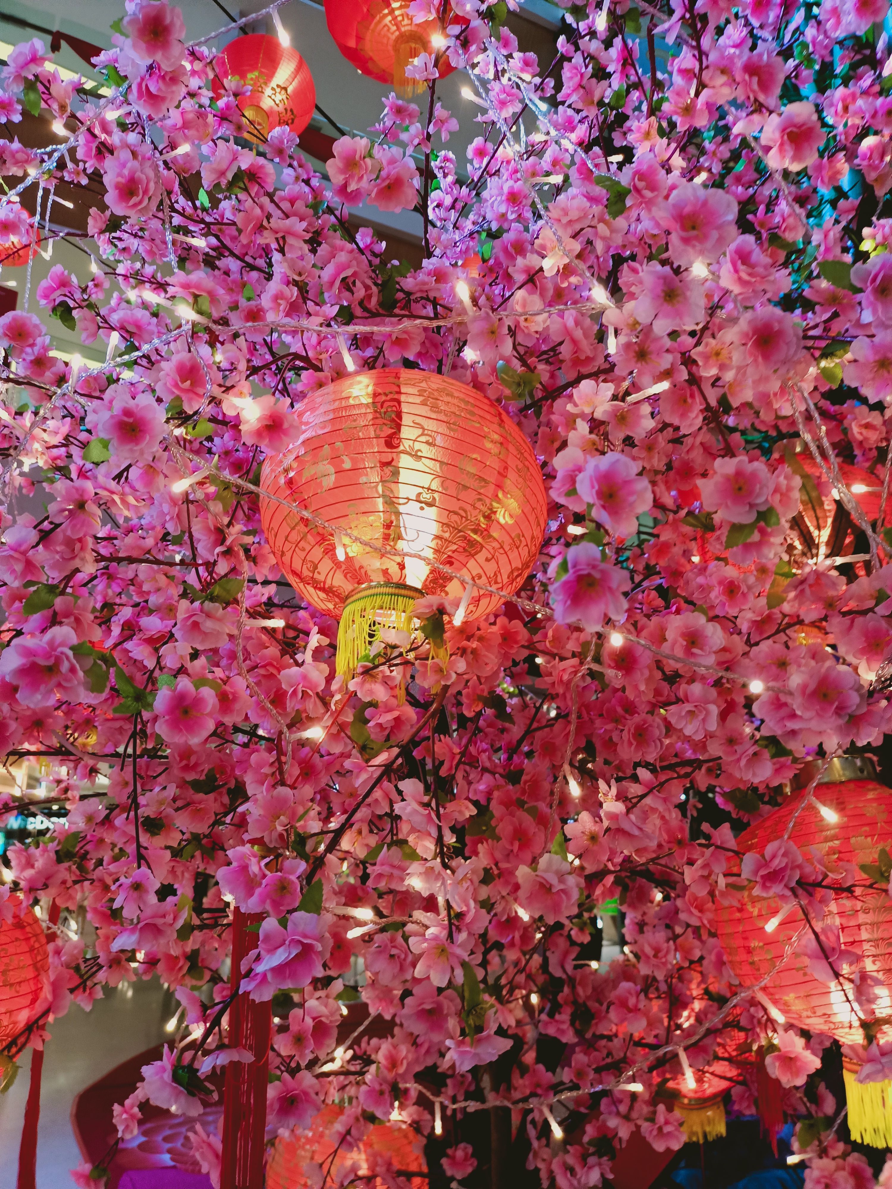A Lantern in a Tree · Free Stock Photo