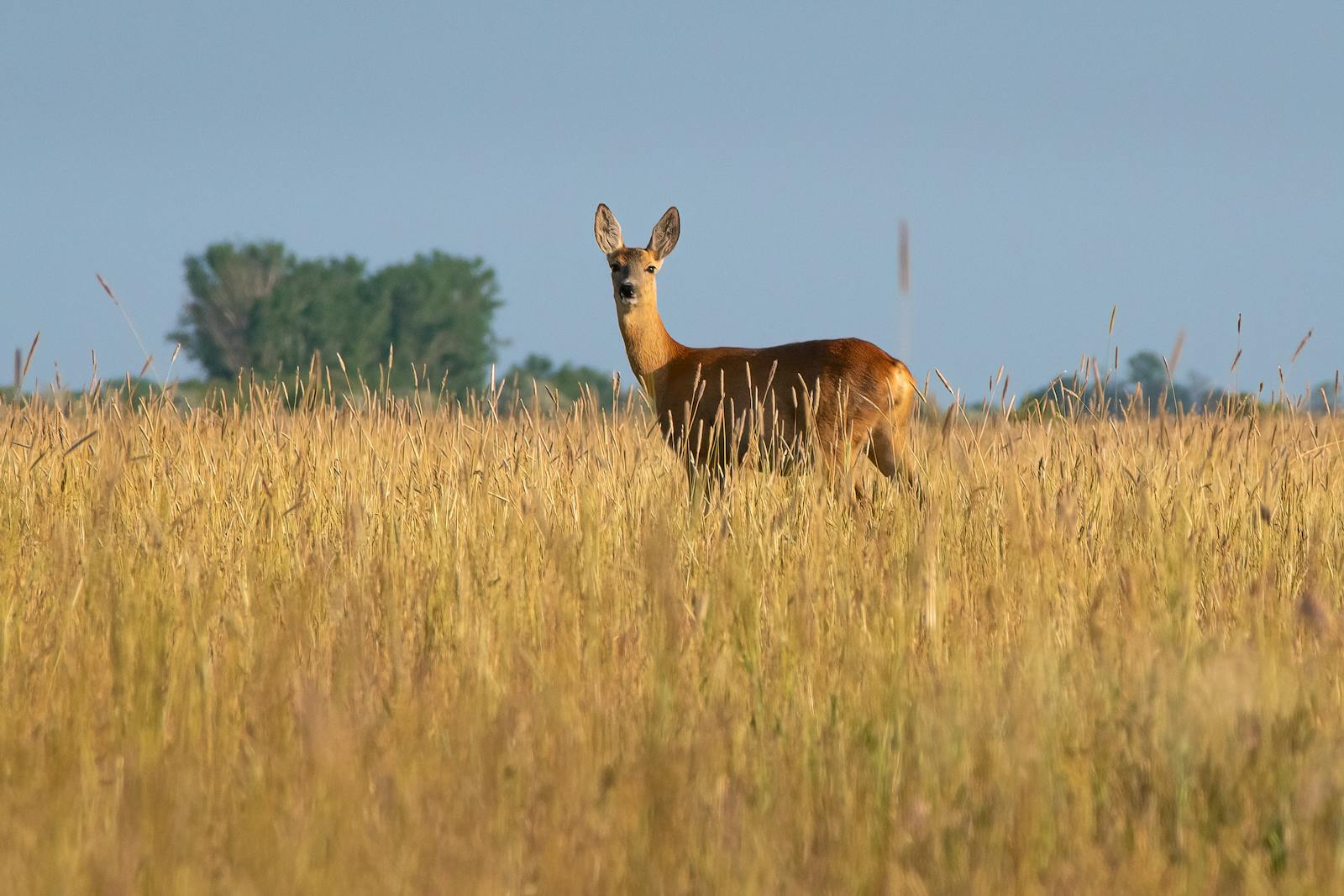 Deer 4k Photos, Download The BEST Free Deer 4k Stock Photos & HD Images