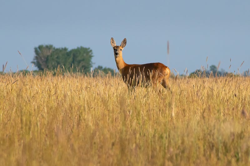 Deer 4k Photos, Download The BEST Free Deer 4k Stock Photos & HD Images