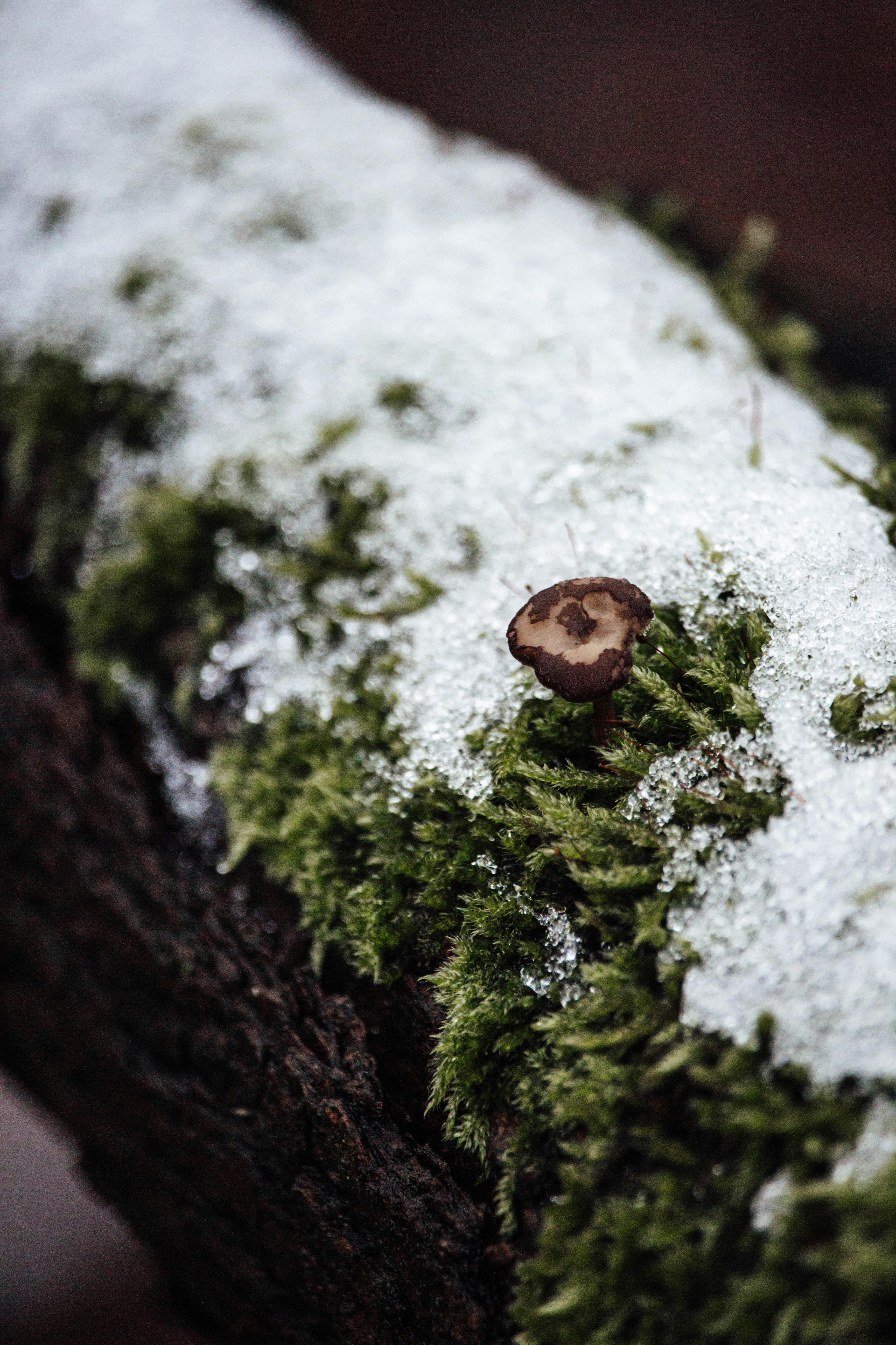 Close-up of Snow Lying on a Tree Log with Moss and a Mushroom · Free ...