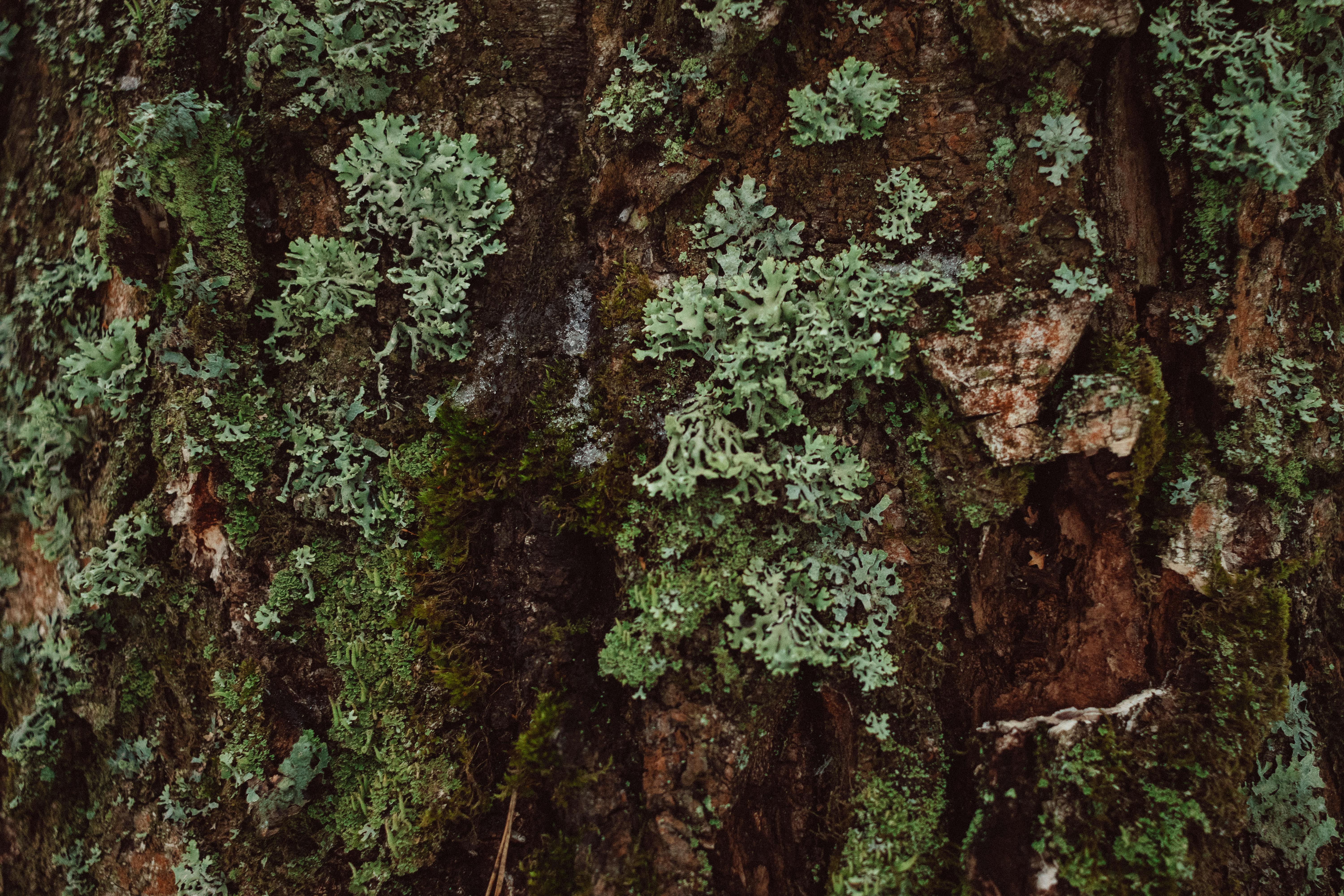 Lichen Growing on Tree Bark · Free Stock Photo