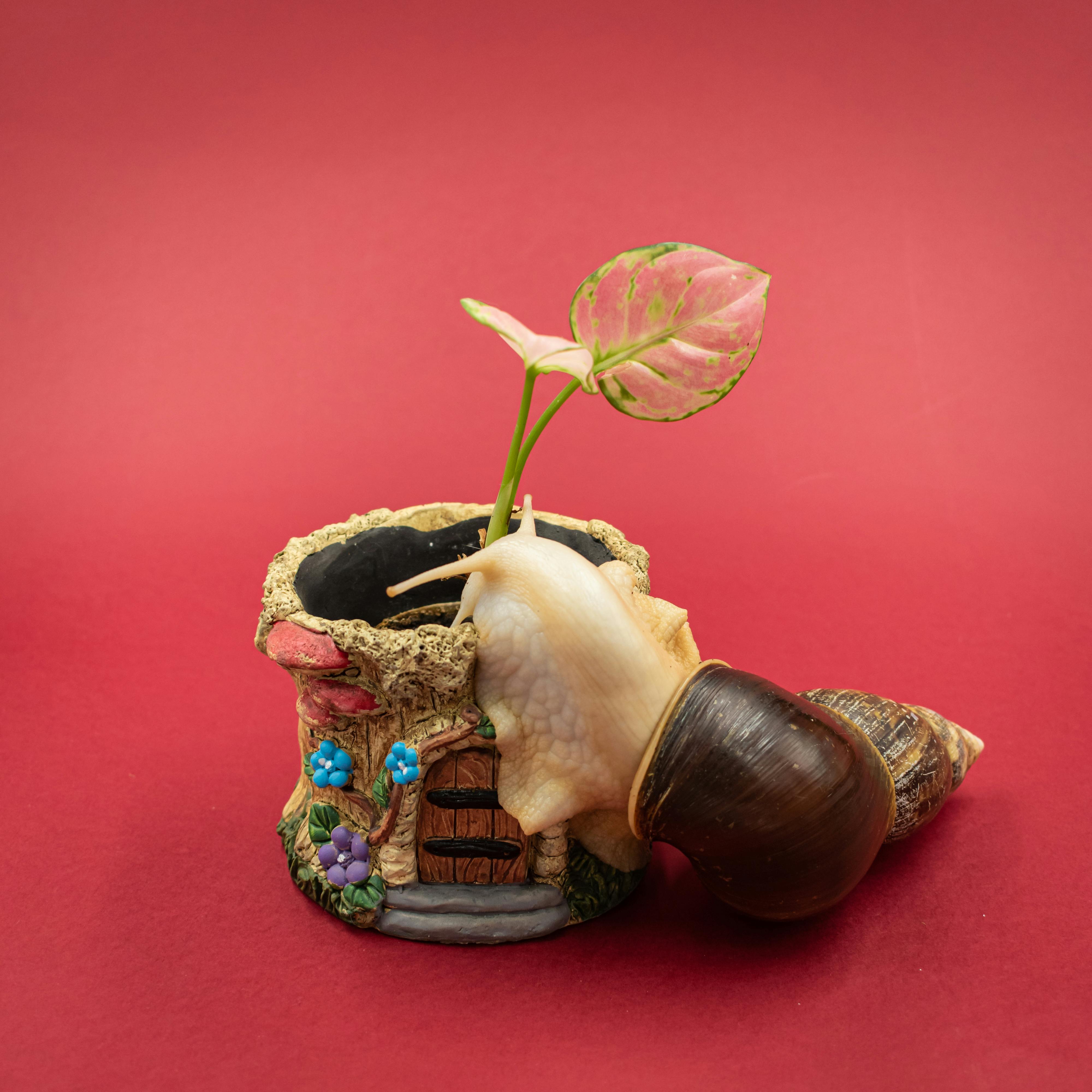 Snail Climbing Novelty Flower Pot · Free Stock Photo