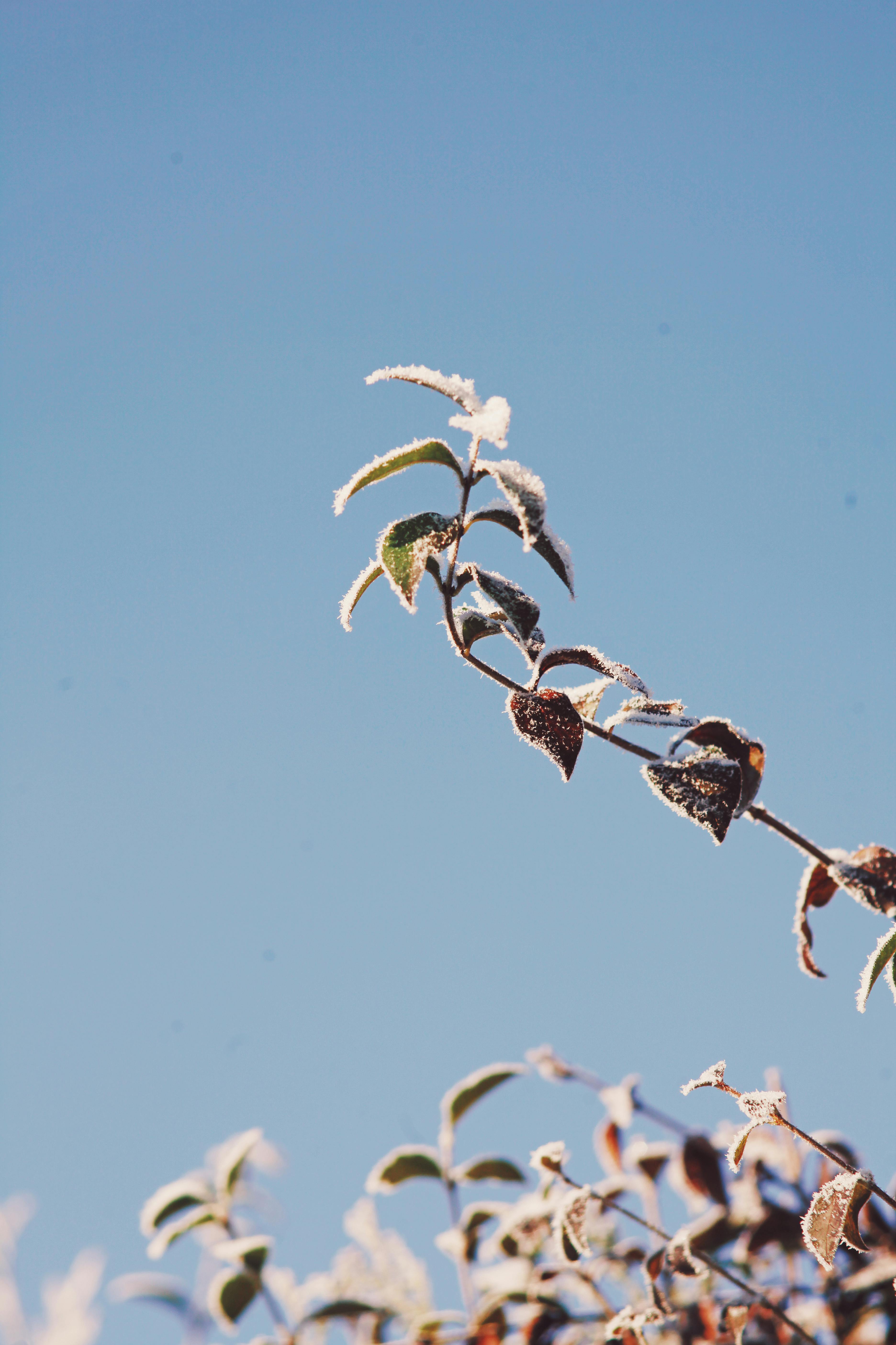 Brown Leaves Covered With Snow · Free Stock Photo