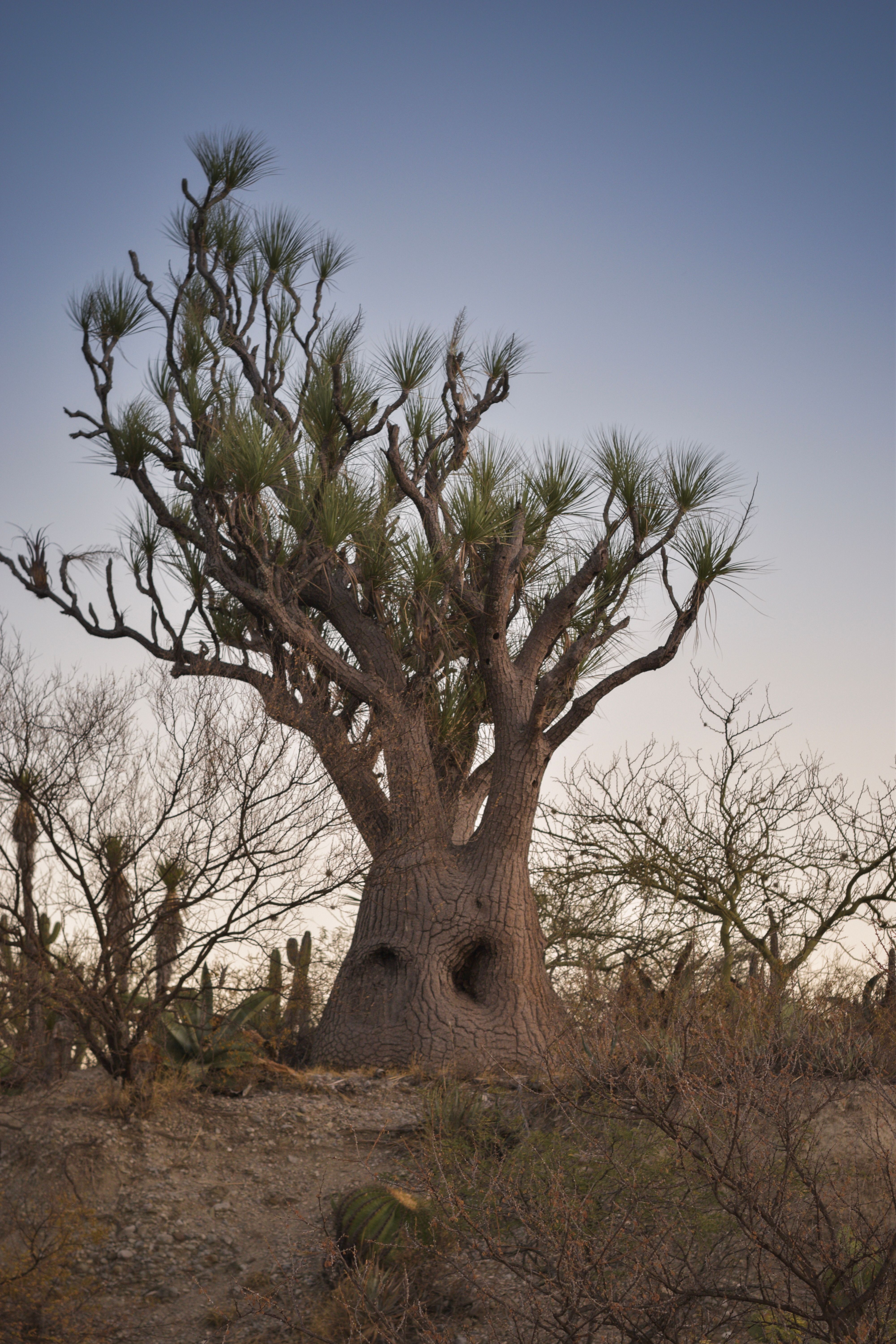 Tree Standing in a Desert · Free Stock Photo