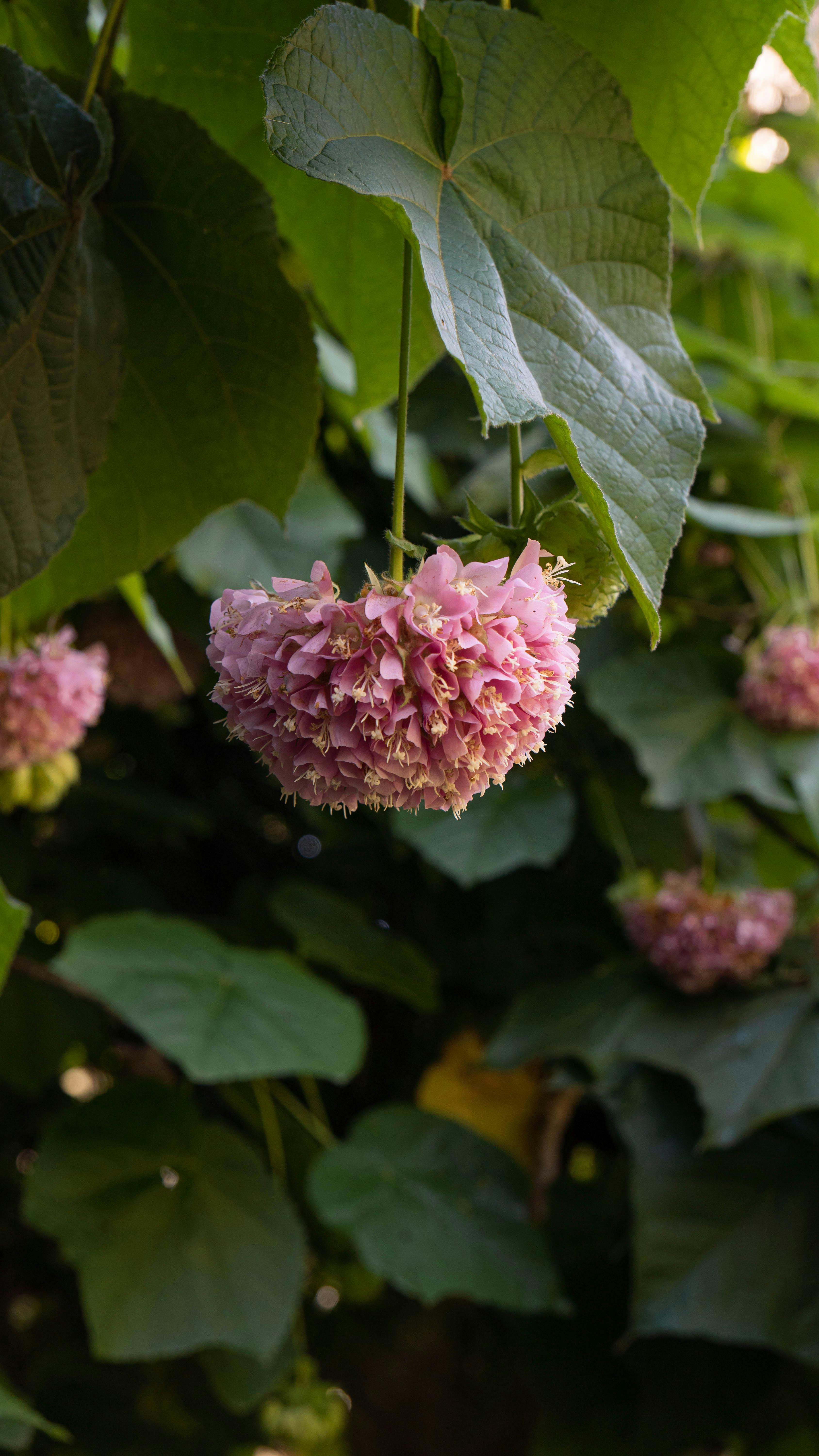 Daria Voronkov - 摄影