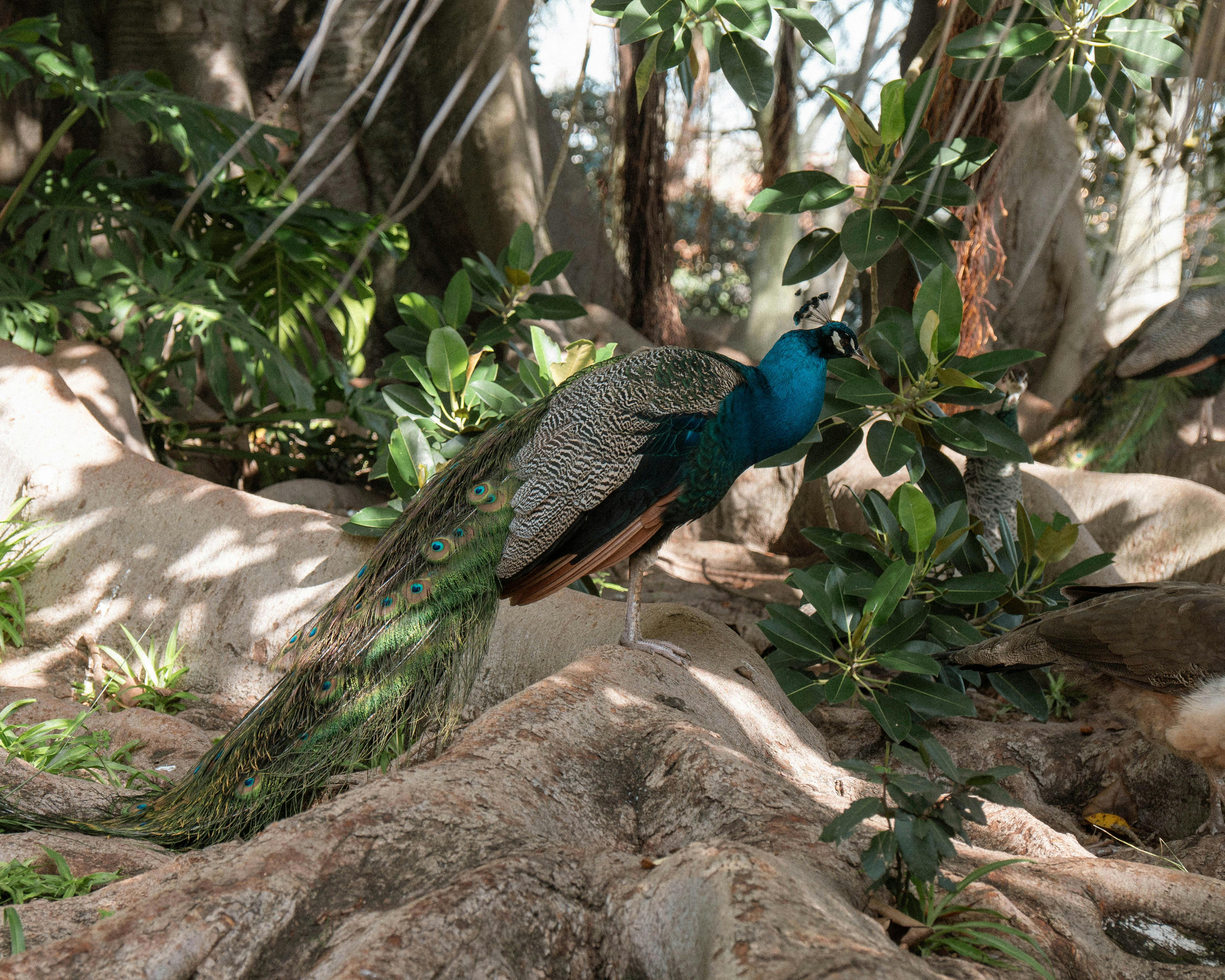 Peafowl on Tree Roots · Free Stock Photo