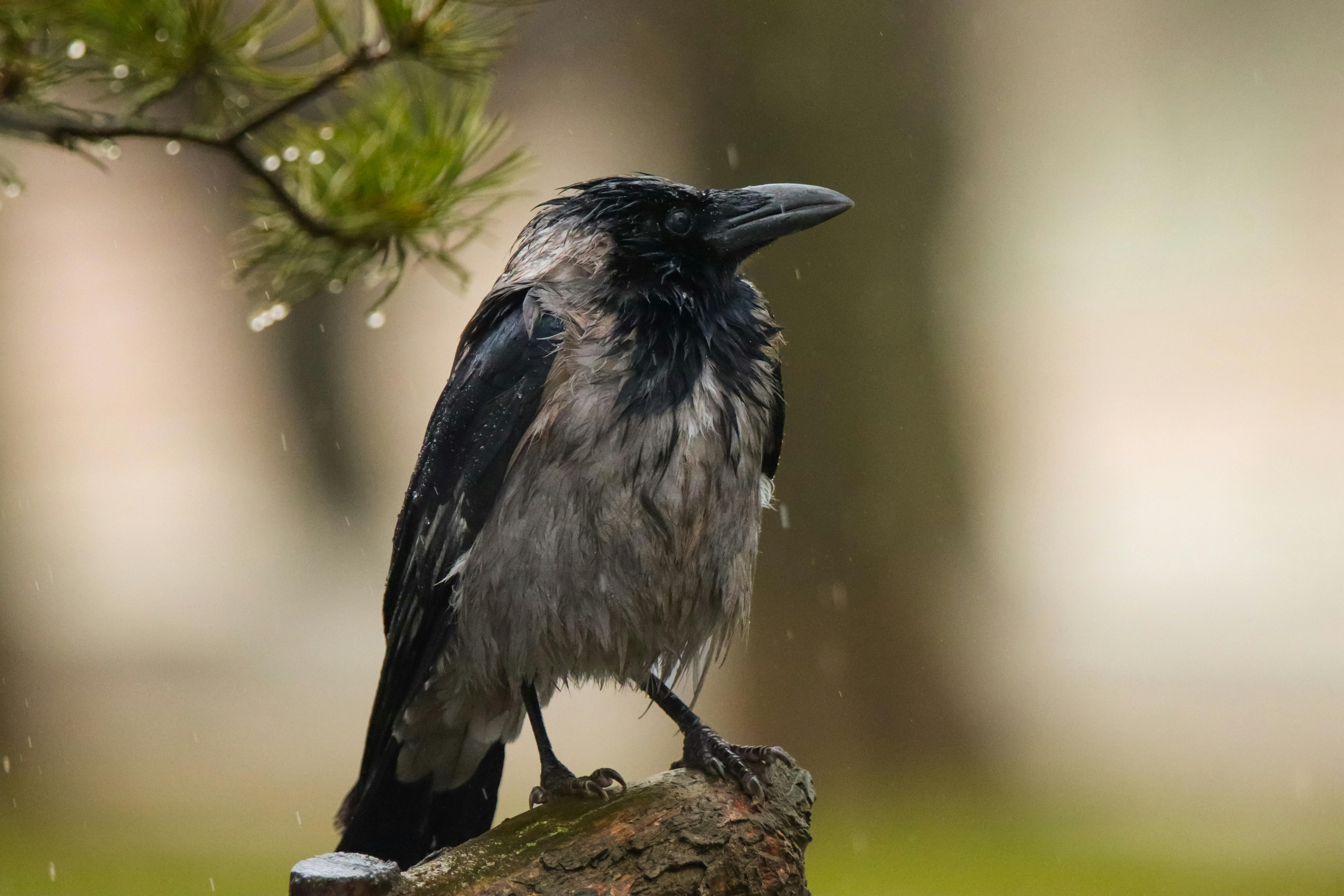 Close Up Photo of a Crow · Free Stock Photo