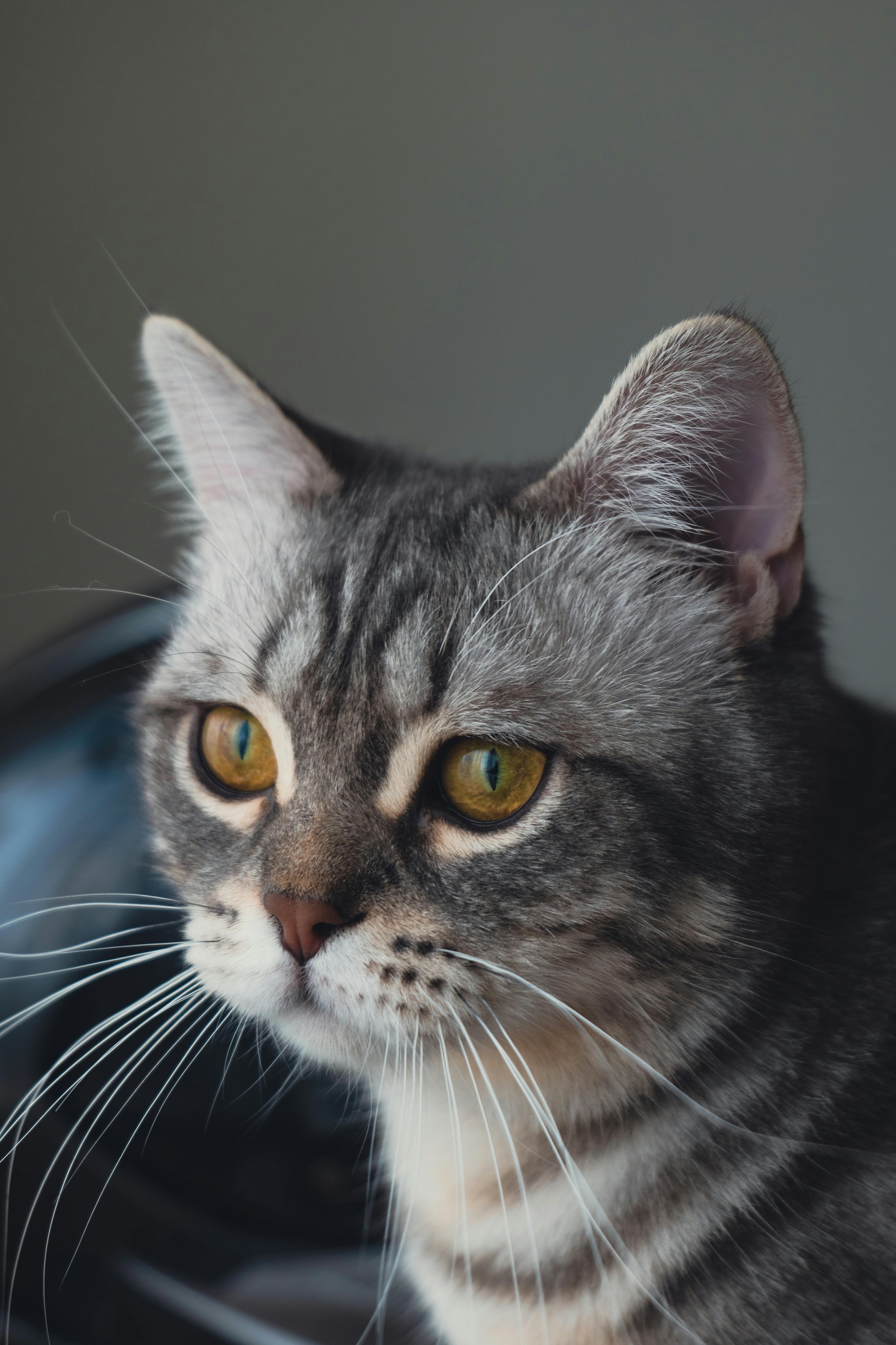 Adorable Tabby Cat · Free Stock Photo