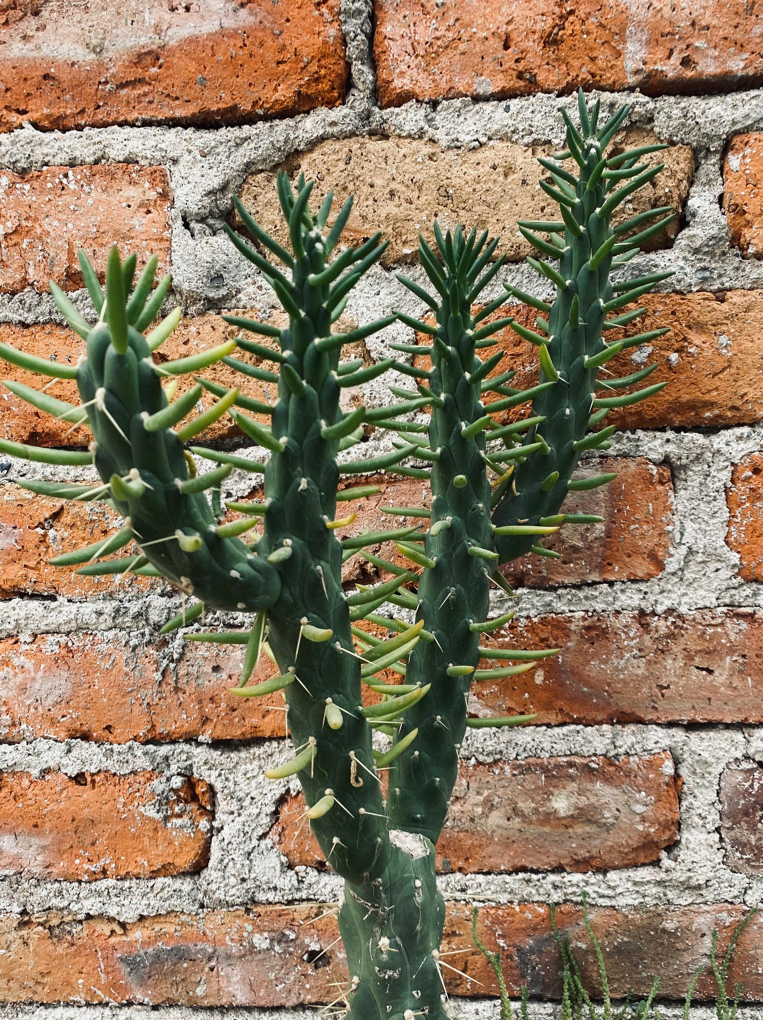 Cactus Wall Zoom Background Photos, Download The BEST Free Cactus Wall ...